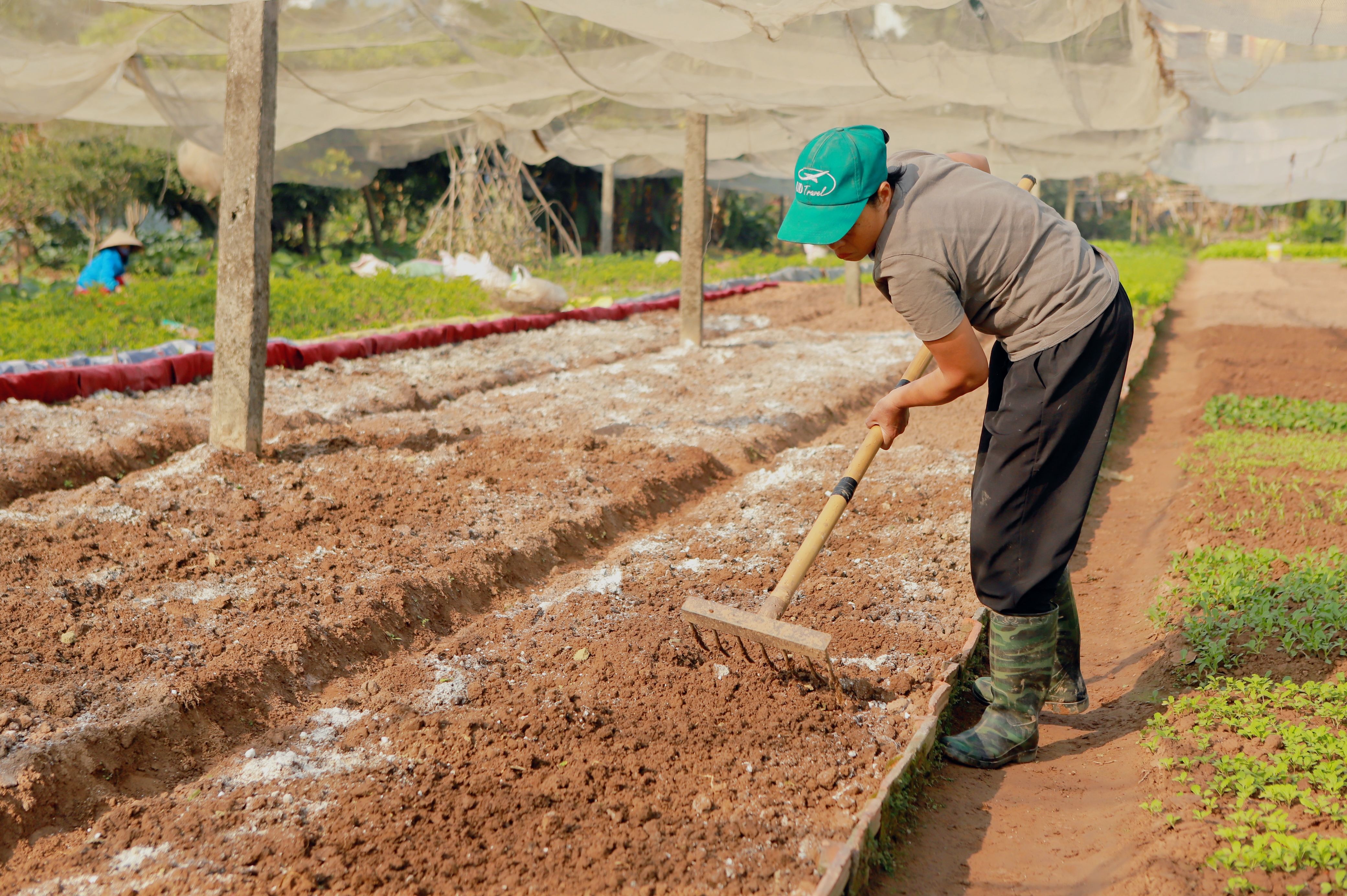 Farmer Tending to Crops in Sunlit Garden · Free Stock Photo