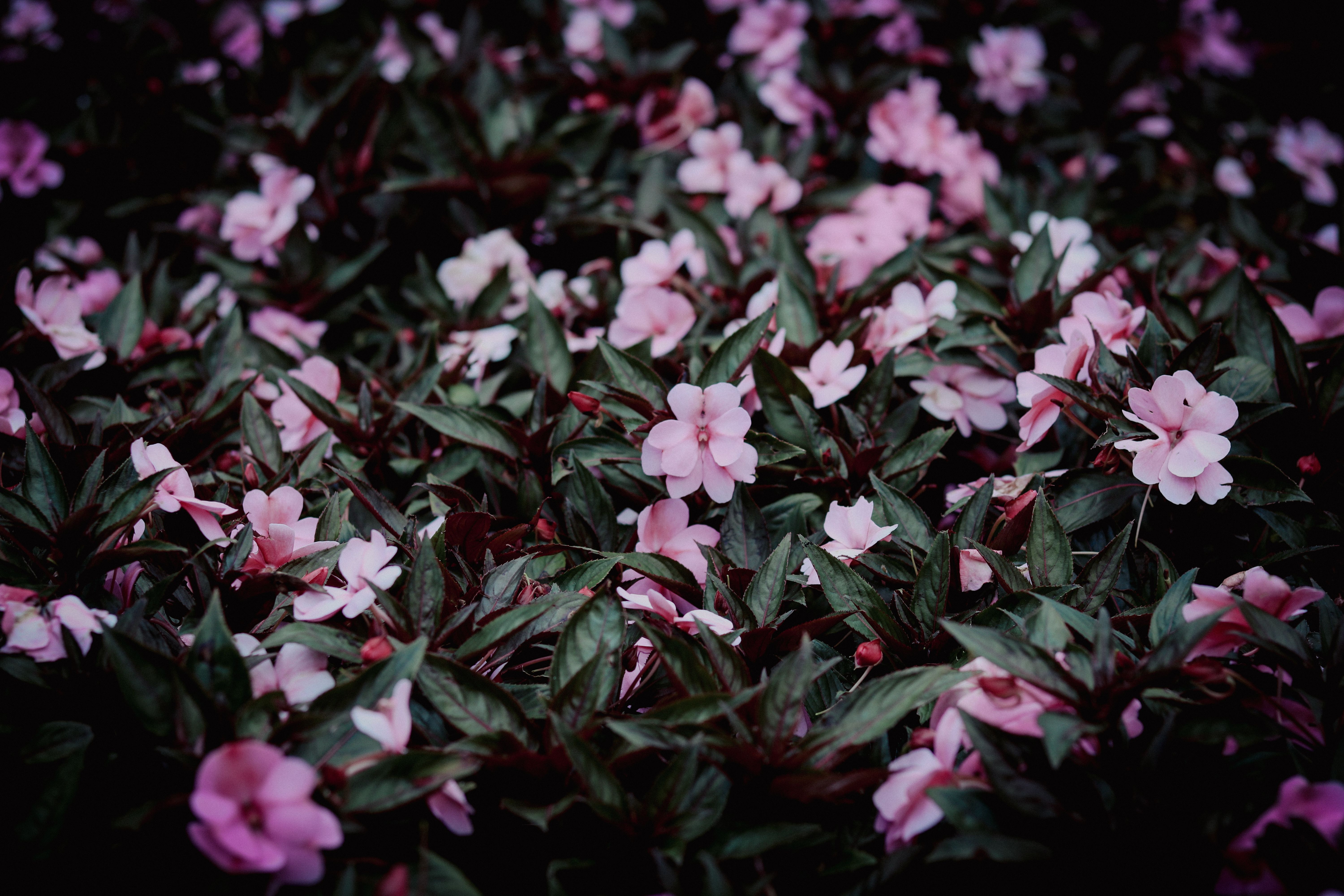 Vibrant Pink Flowers in Lush Greenery · Free Stock Photo