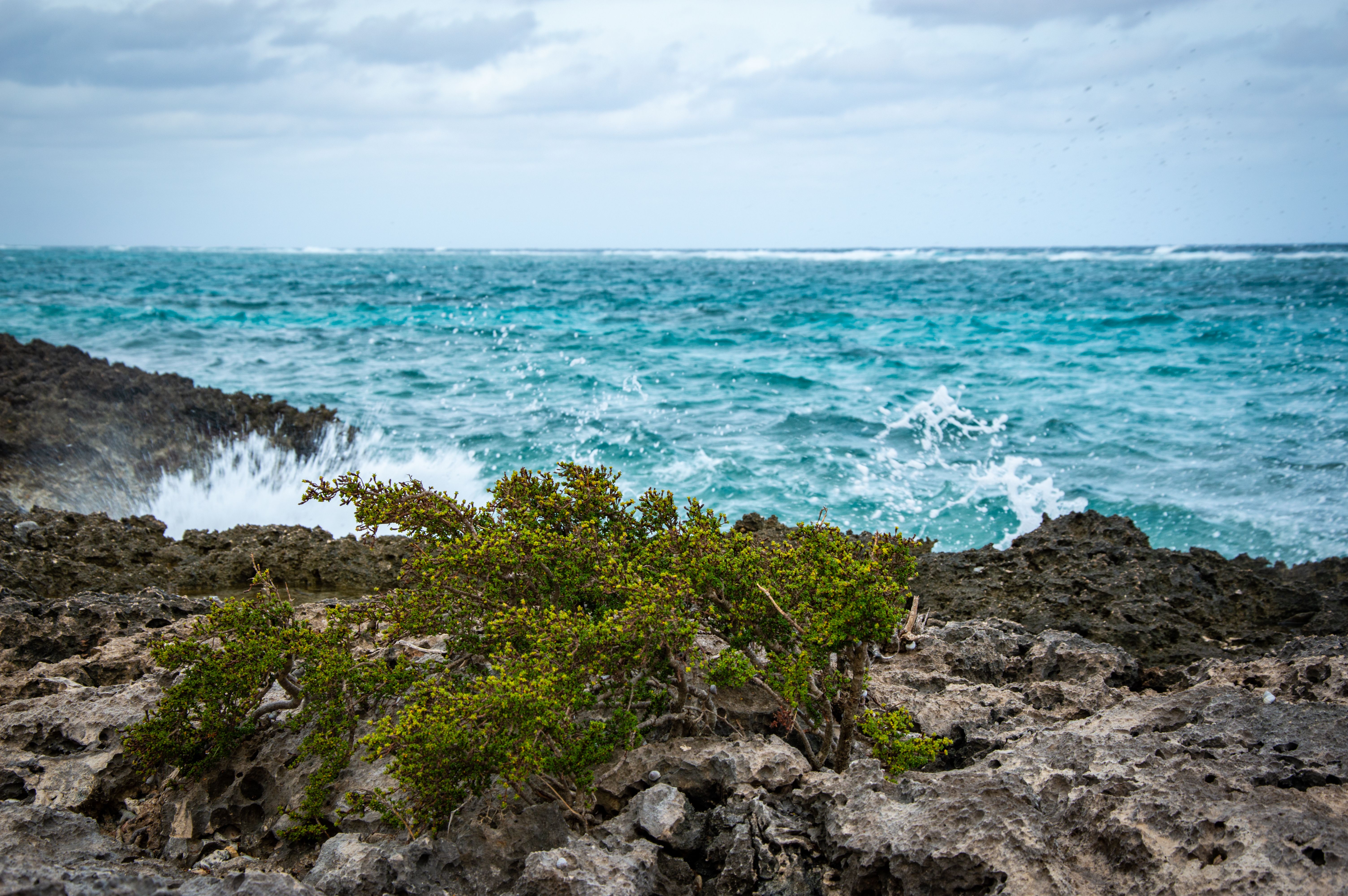 Rocky Shoreline with Splashing Waves and Greenery · Free Stock Photo