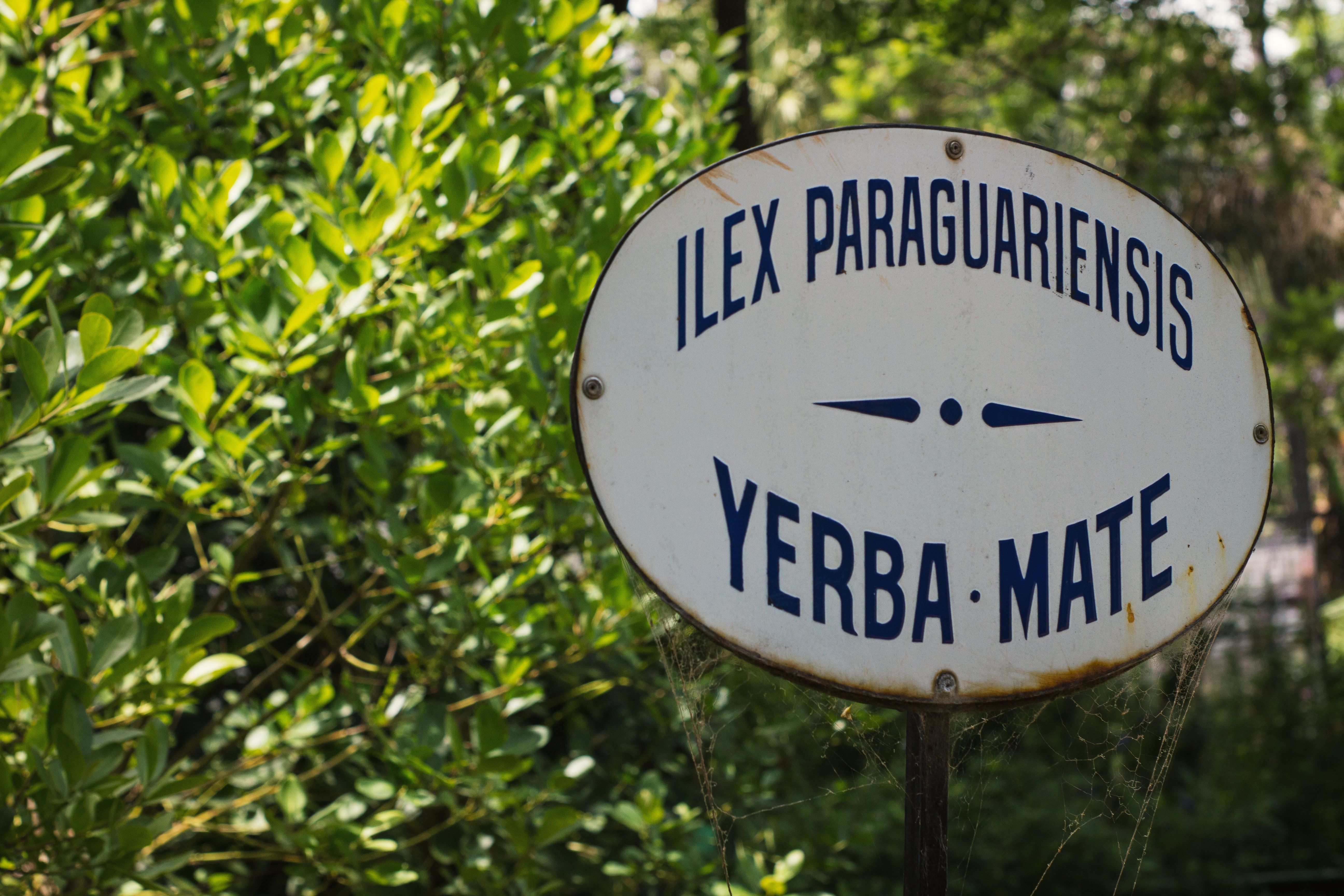 Ilex Paraguariensis Yerba Mate Plant Signage in Buenos Aires · Free ...