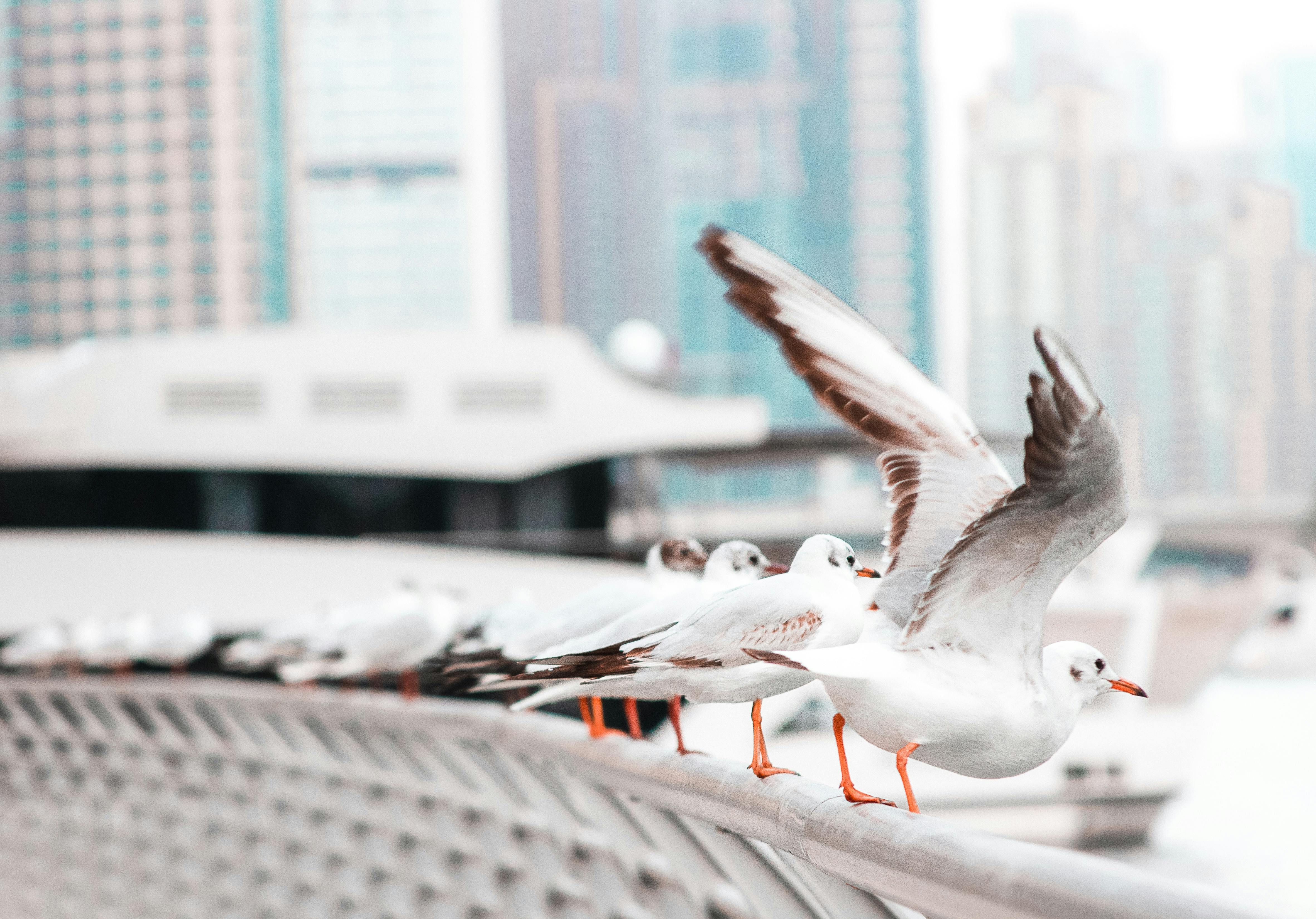 White Birds Perched on Railing · Free Stock Photo