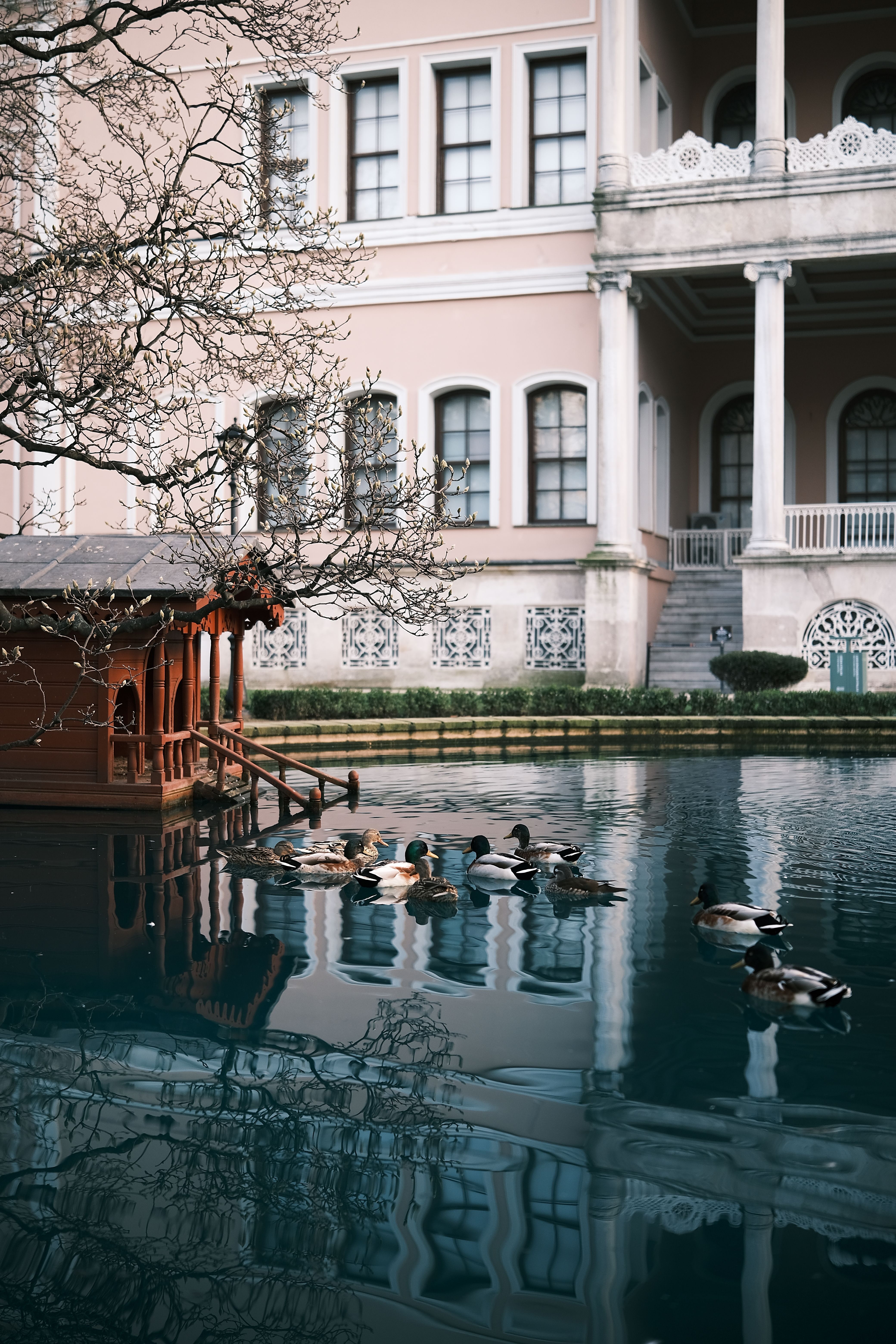 Peaceful Ducks at Dolmabahçe Palace Pond · Free Stock Photo