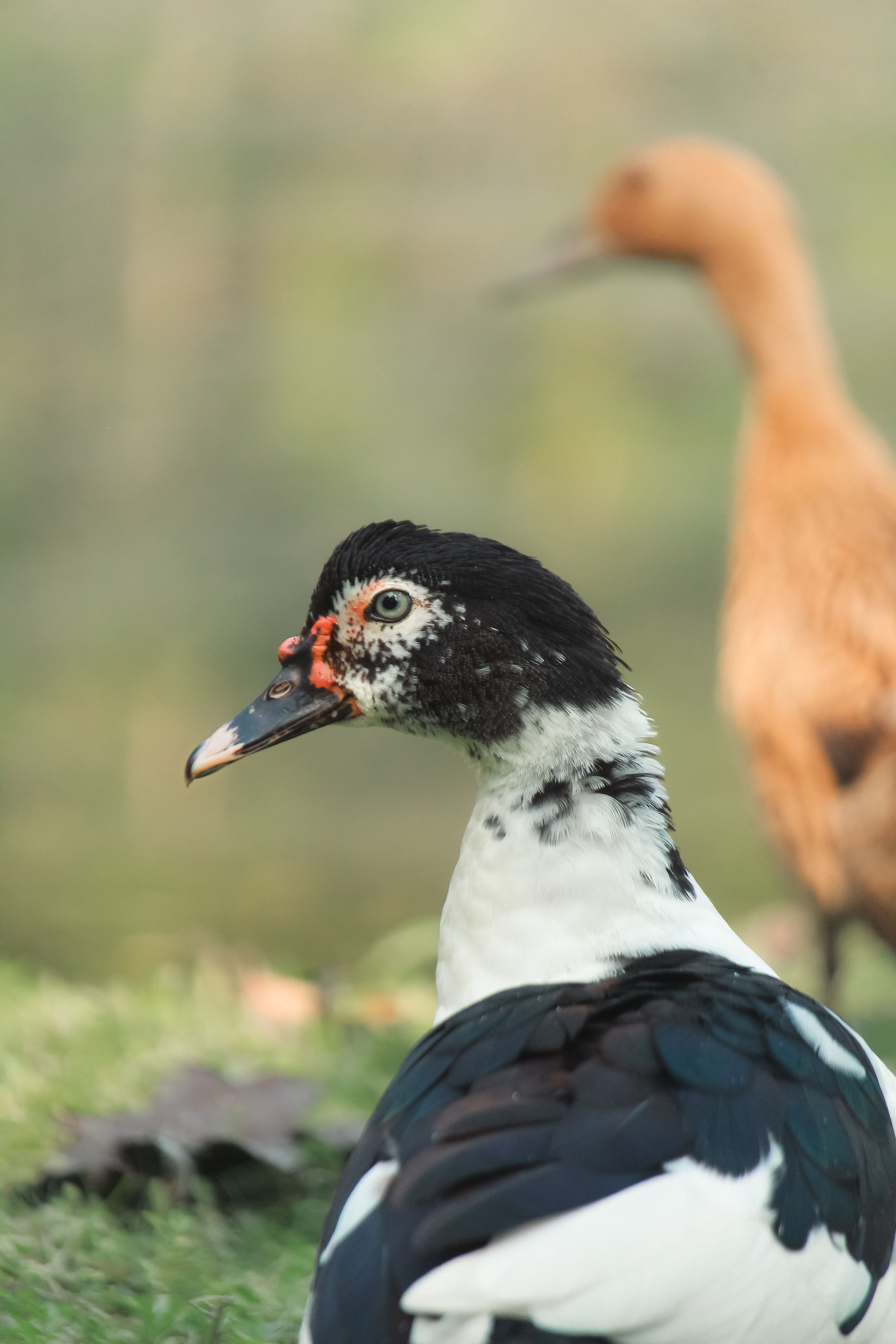 Close-up of Muscovy Duck in Natural Habitat · Free Stock Photo