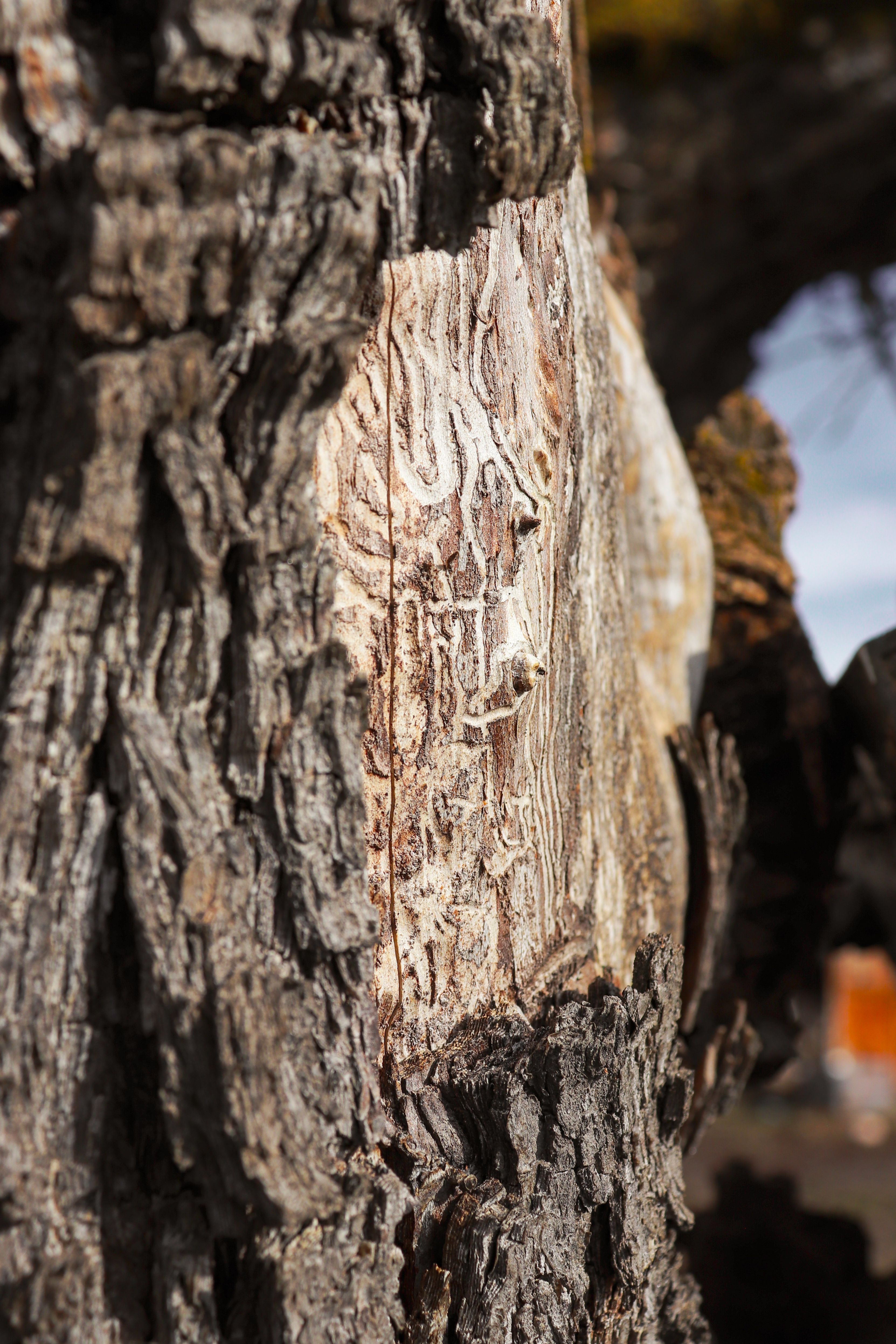 Close-up Texture of Weathered Tree Bark · Free Stock Photo