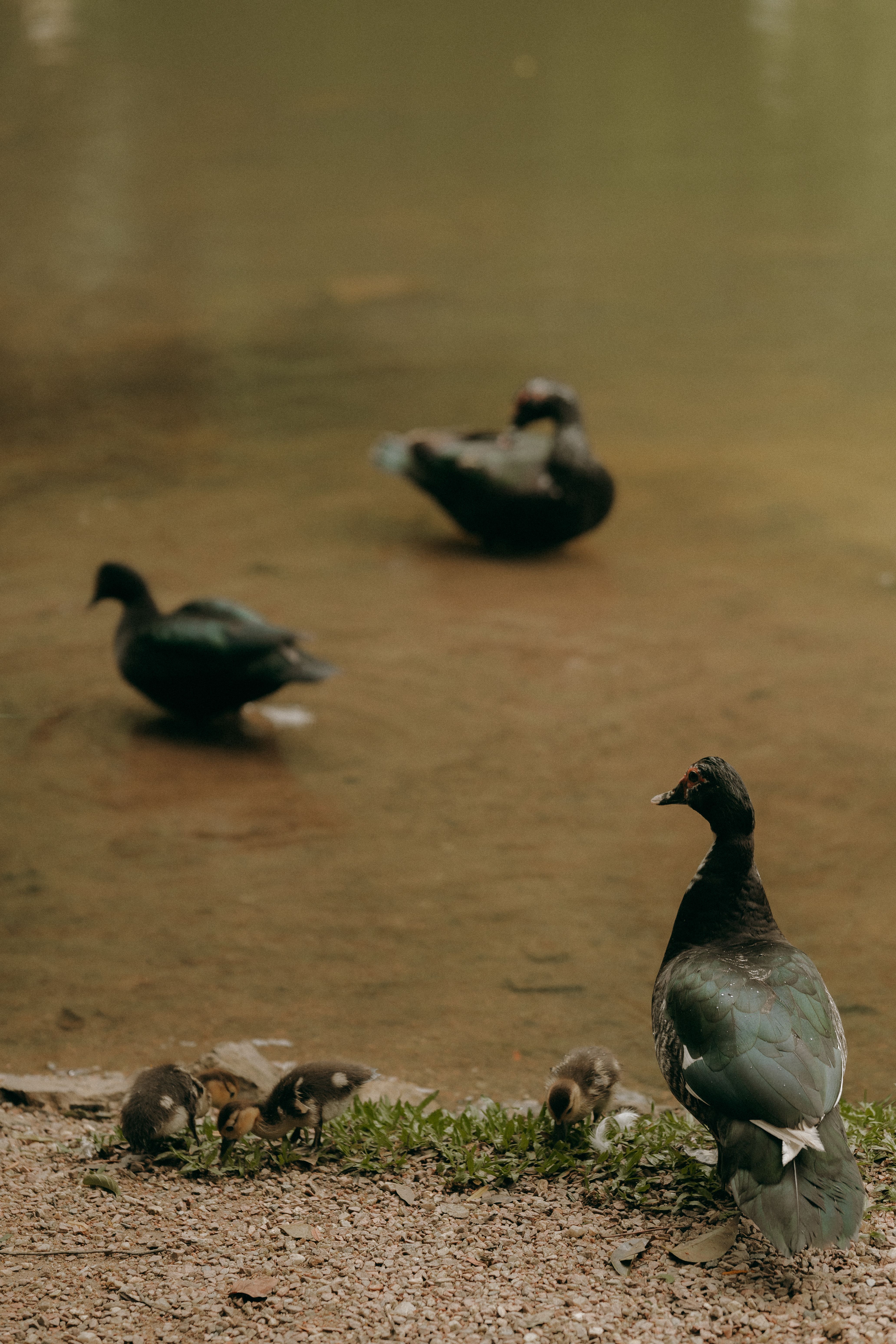 Muscovy Ducks and Ducklings by a Pond · Free Stock Photo