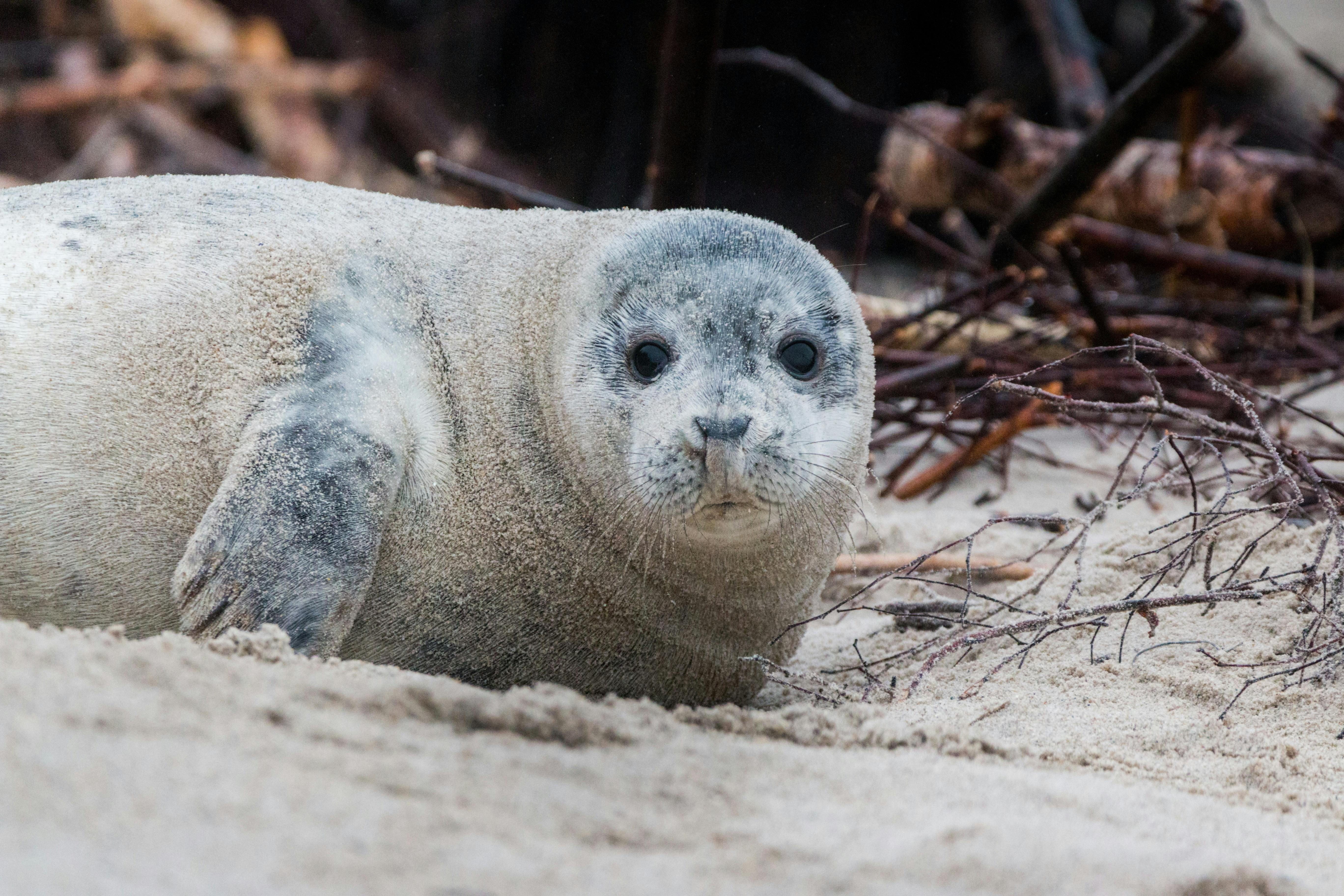 Free stock photo of animal, beach, crawl