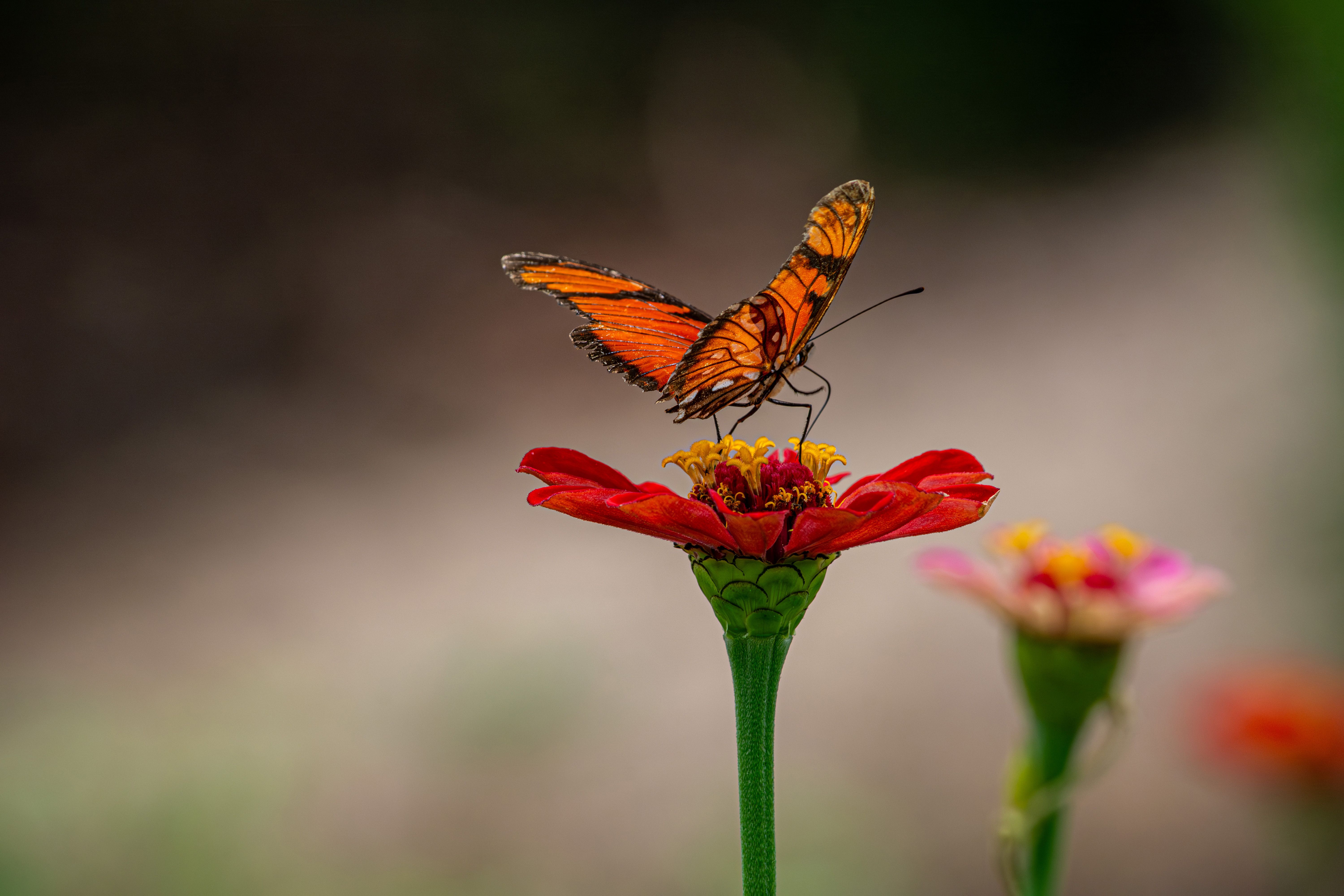 Close up of a Butterfly on a Flower · Free Stock Photo