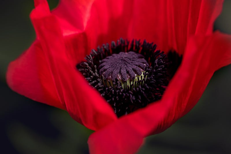 Poppy Photos, Download The BEST Free Poppy Stock Photos & HD Images