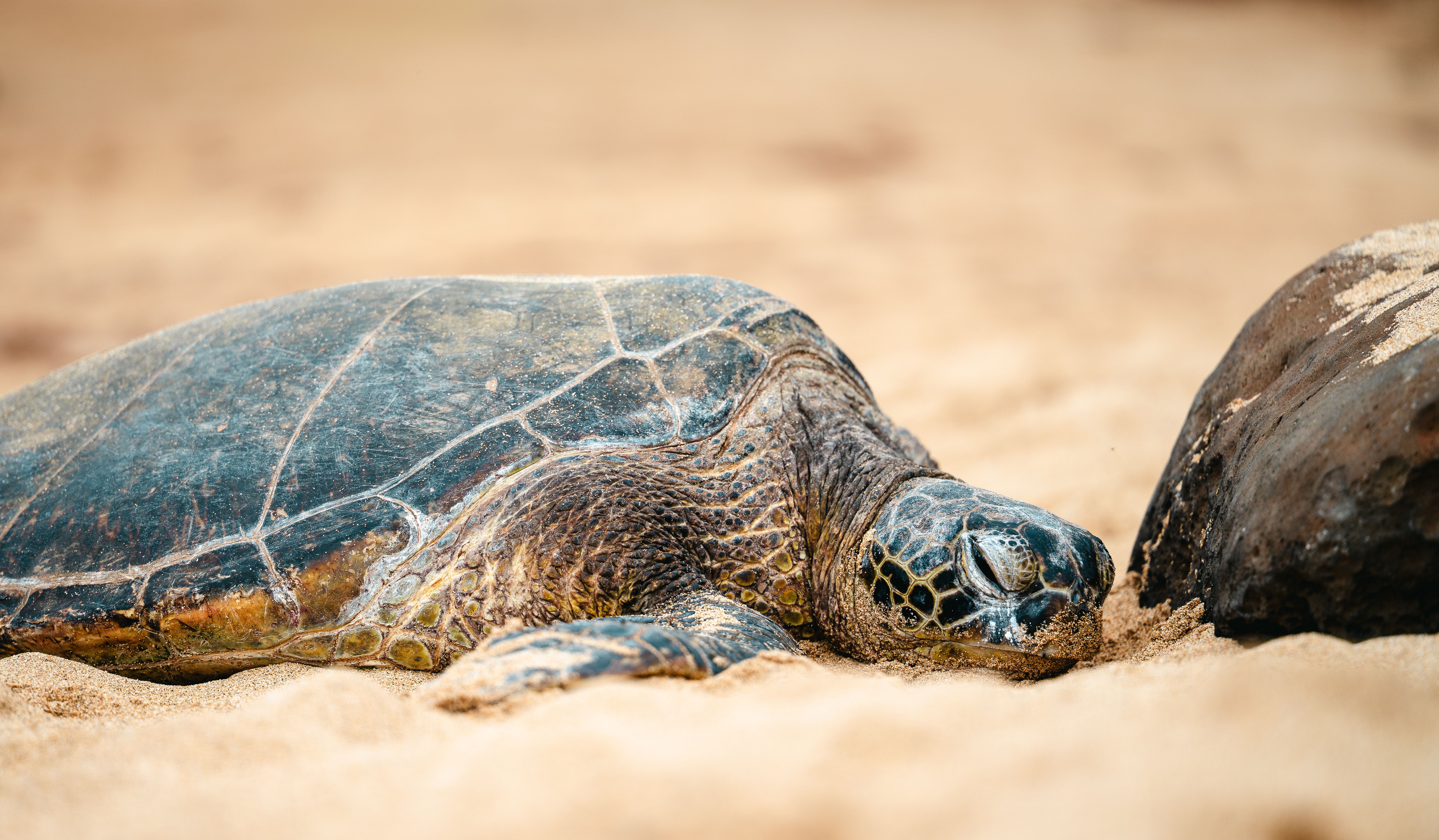 Relaxed Sea Turtle Resting on Sandy Beach · Free Stock Photo