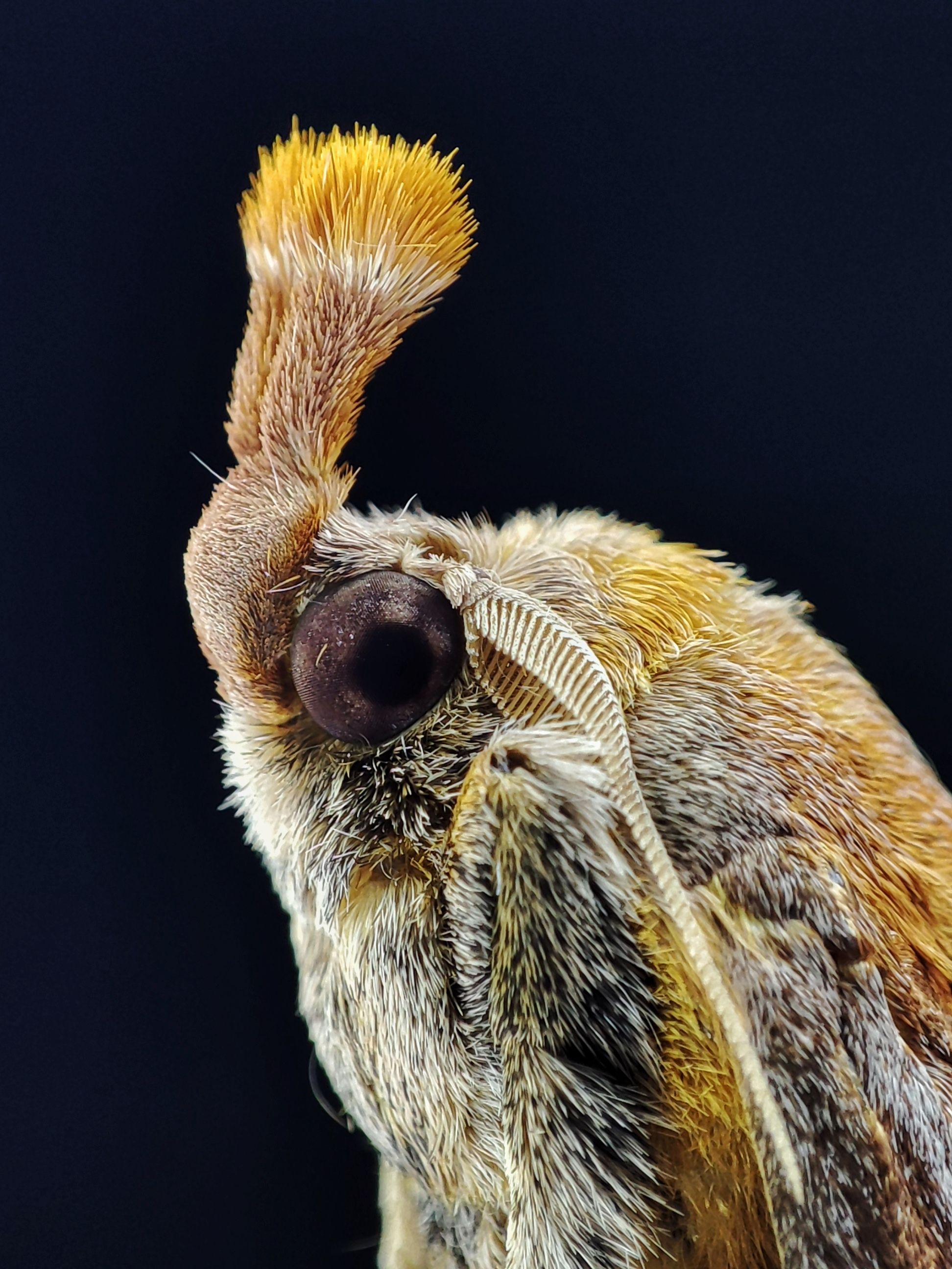 Close-up of a Unique Moth's Distinctive Features · Free Stock Photo