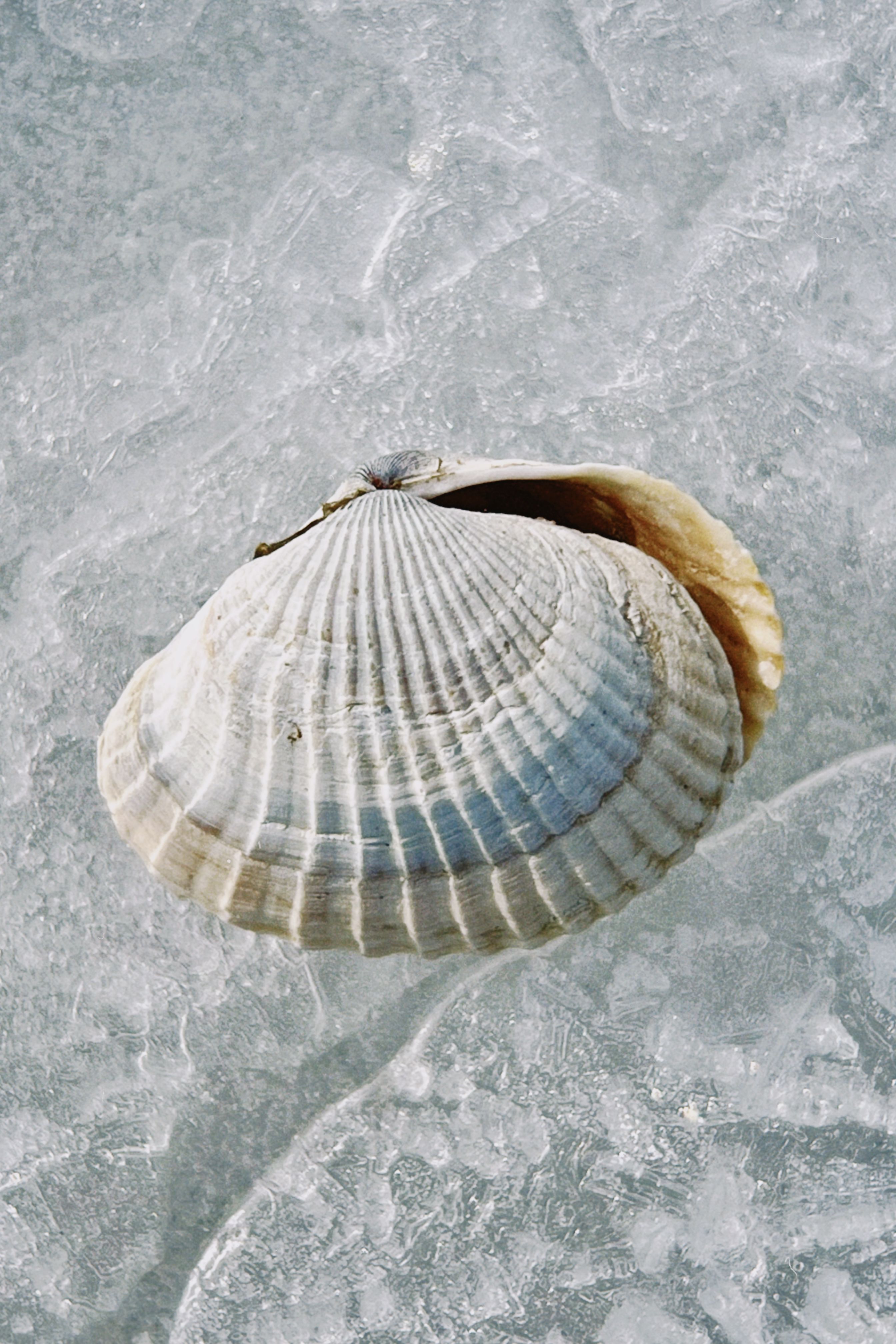 Close-Up of Seashell on Ice Surface in Kazakhstan · Free Stock Photo