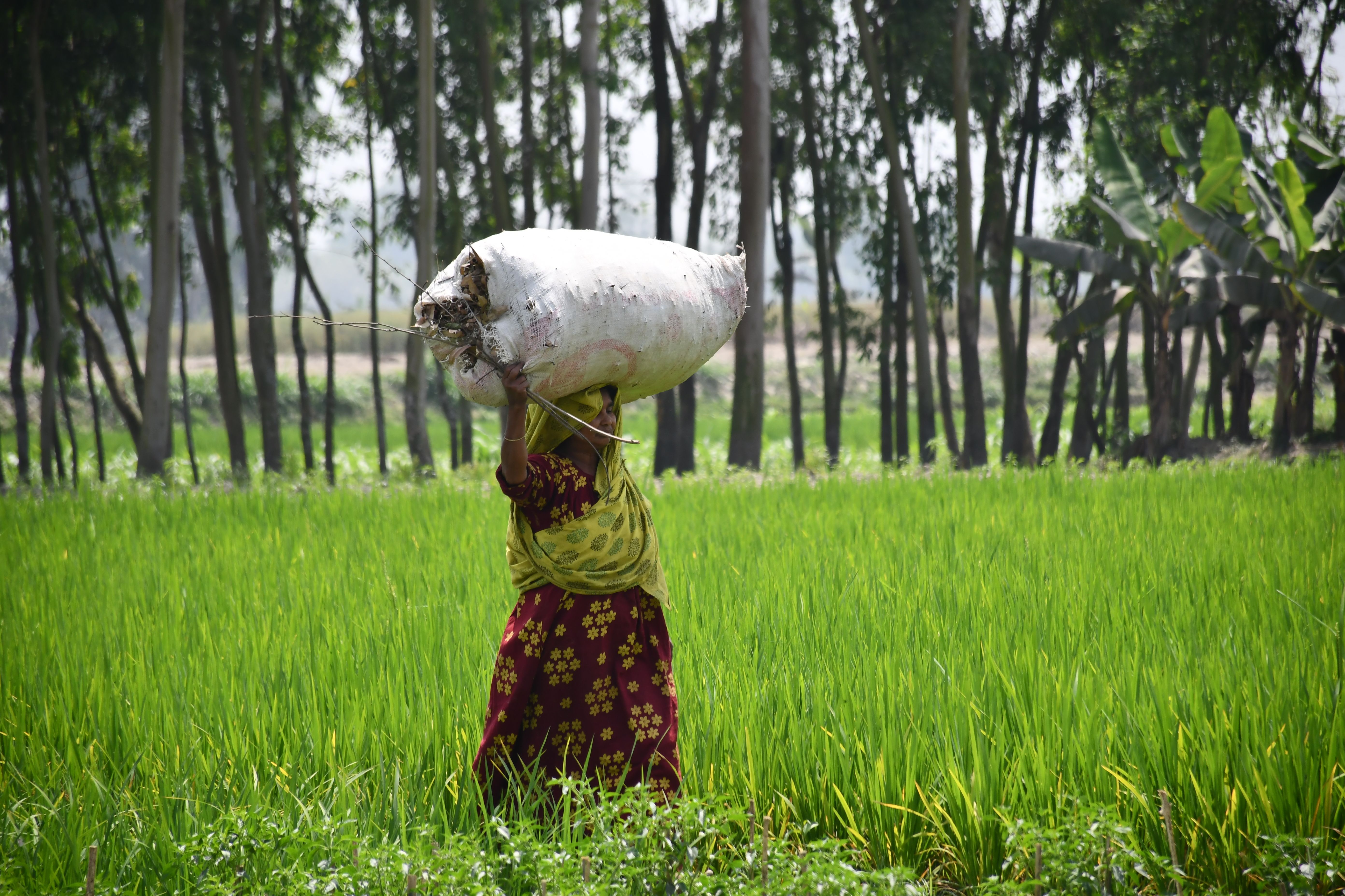 Rural Woman Carrying Sack in Green Fields of Bangladesh · Free Stock Photo