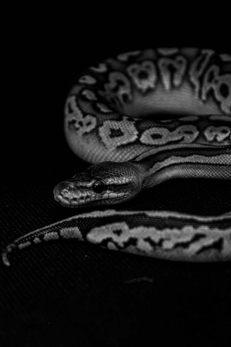 Photo of Snake · Free Stock Photo