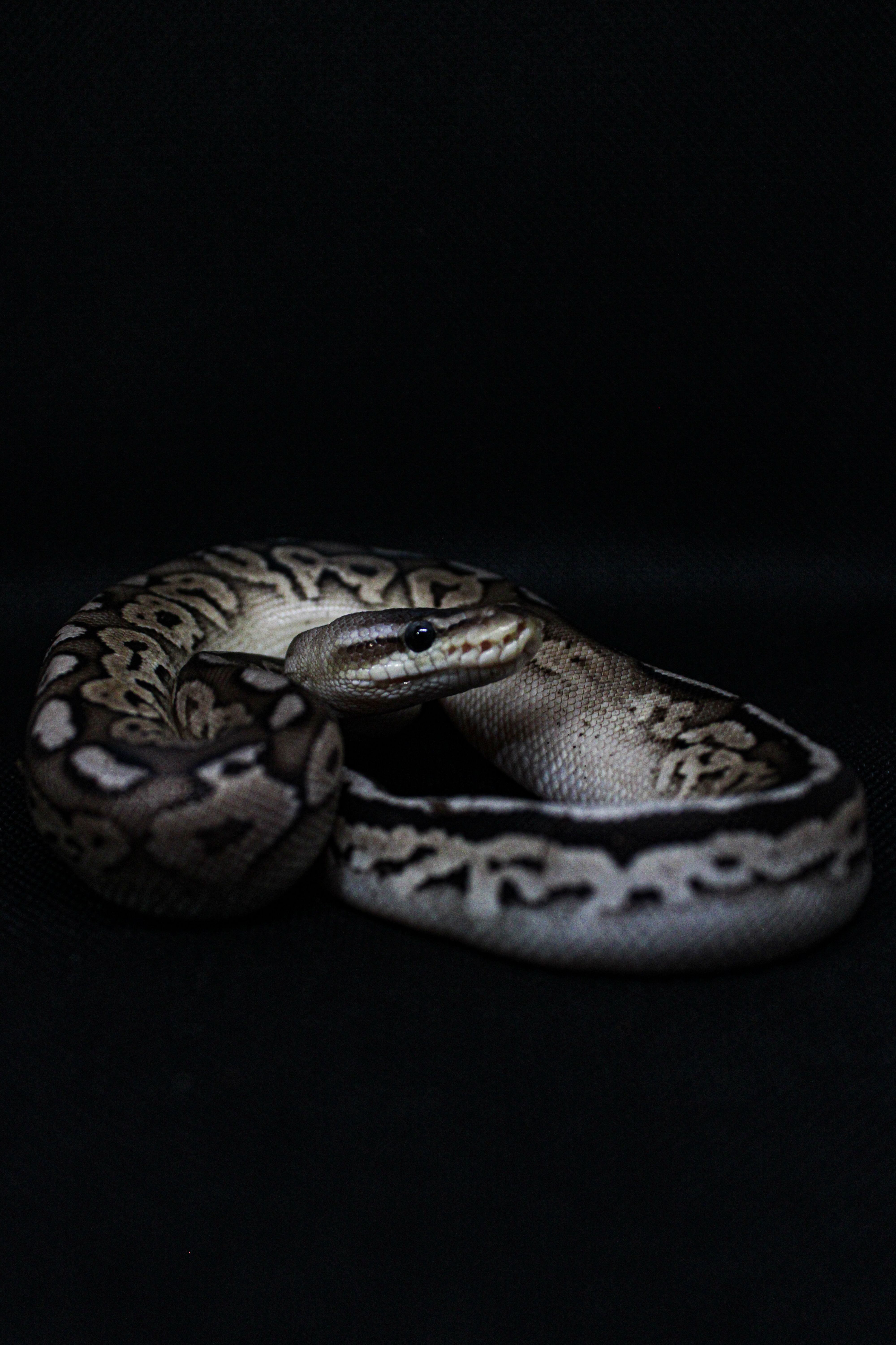 Python Snake Photos, Download The BEST Free Python Snake Stock Photos ...