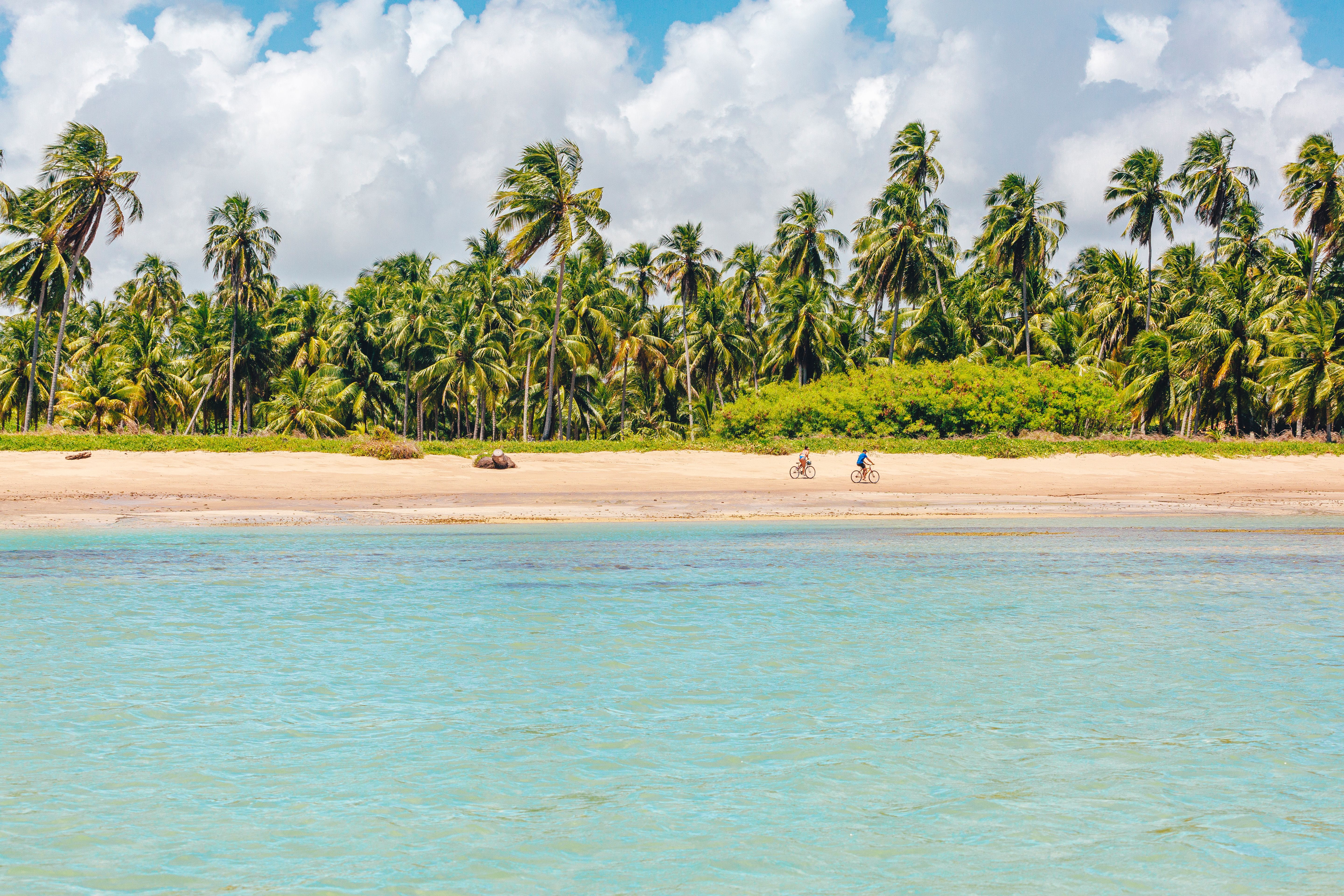 Tropical Island Paradise with Palm Trees and Blue Ocean · Free Stock Photo
