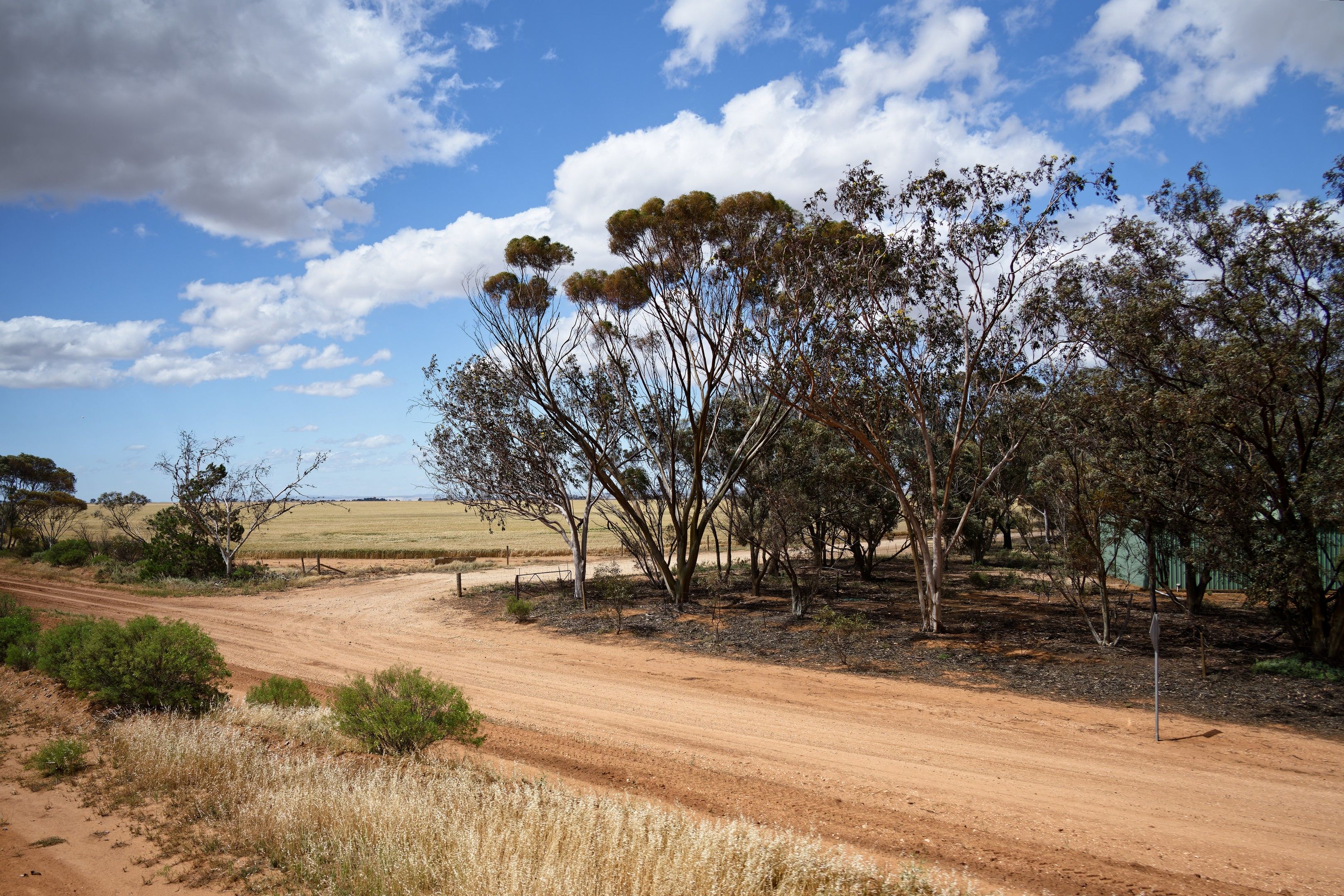 Rural Australian Landscape with Dirt Road and Trees · Free Stock Photo