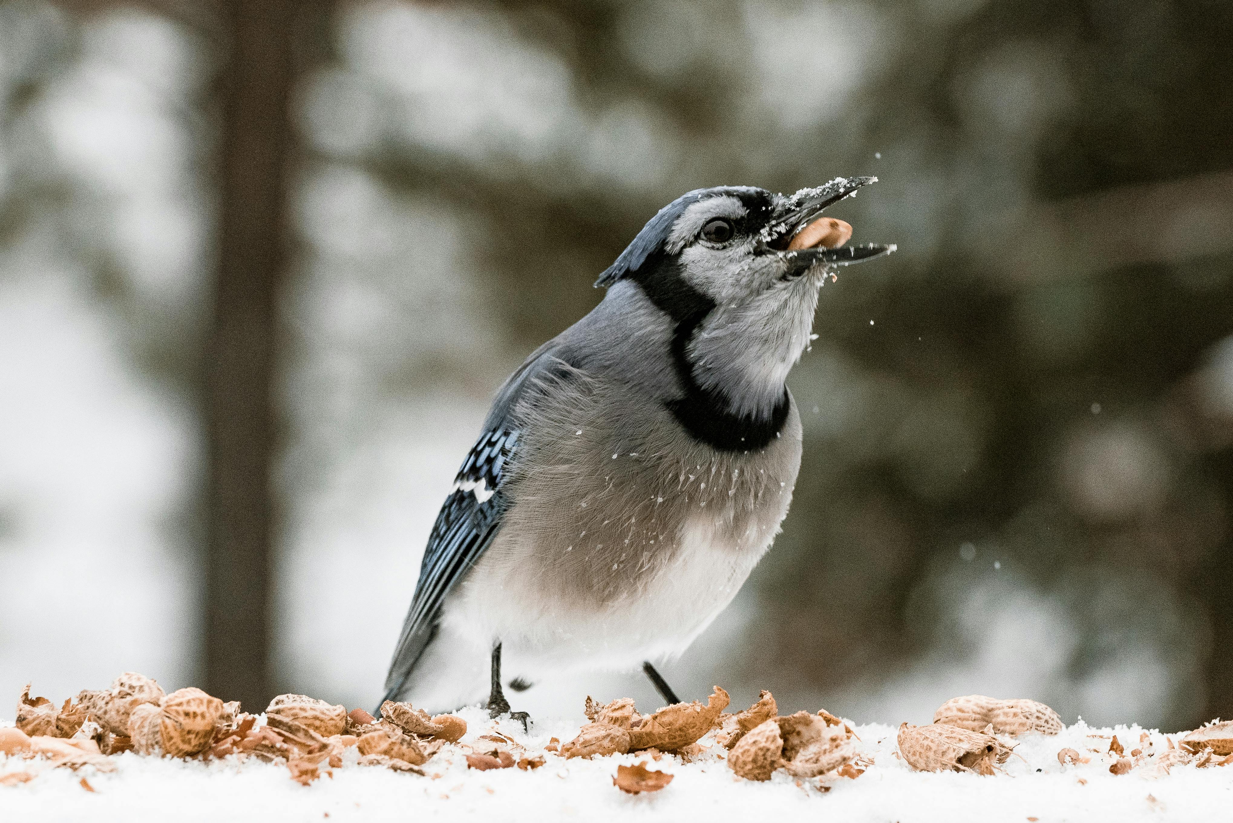 Birds Eating Nuts Photos, Download The BEST Free Birds Eating Nuts ...