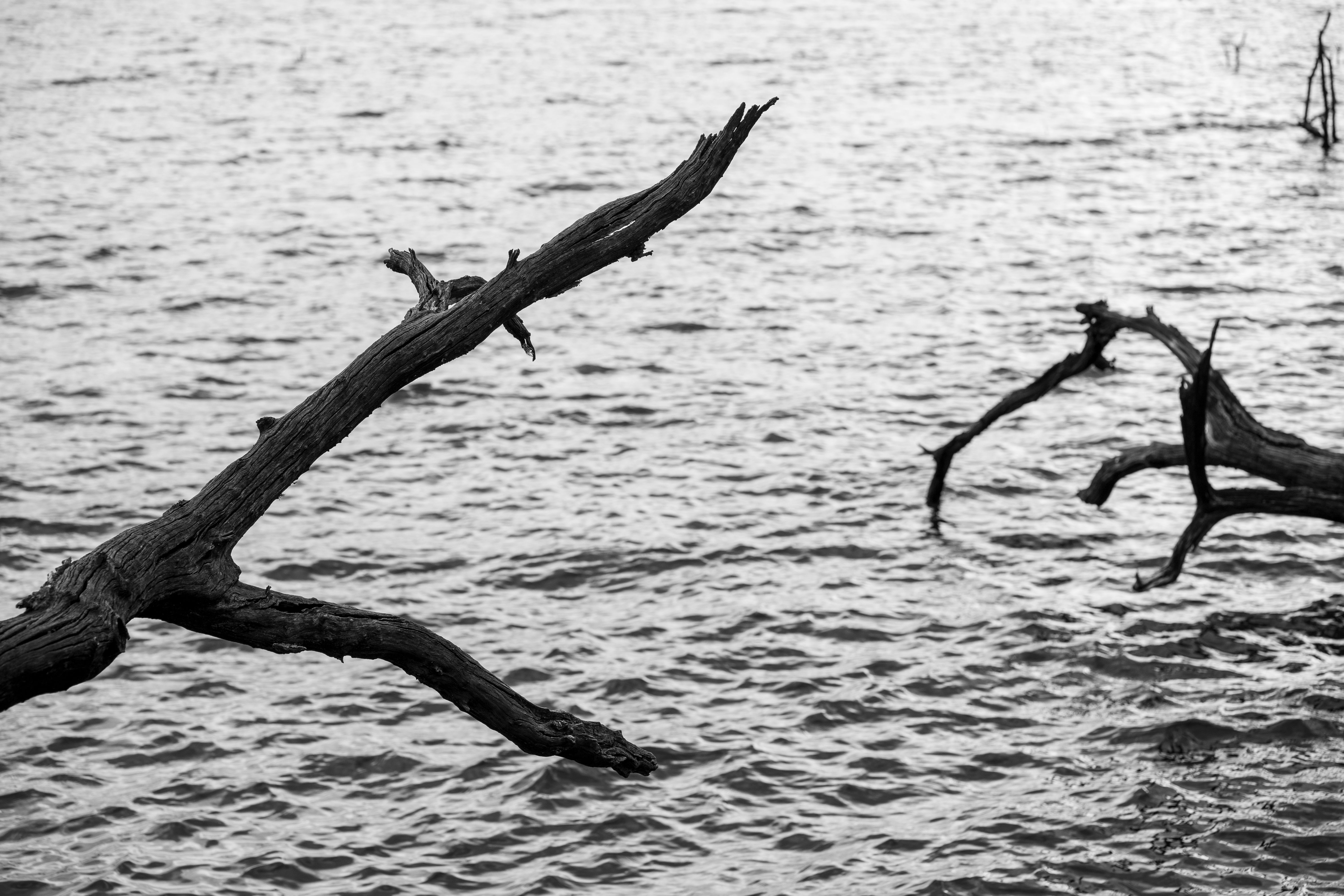 Monochrome View of Rocky Lake with Dead Trees · Free Stock Photo