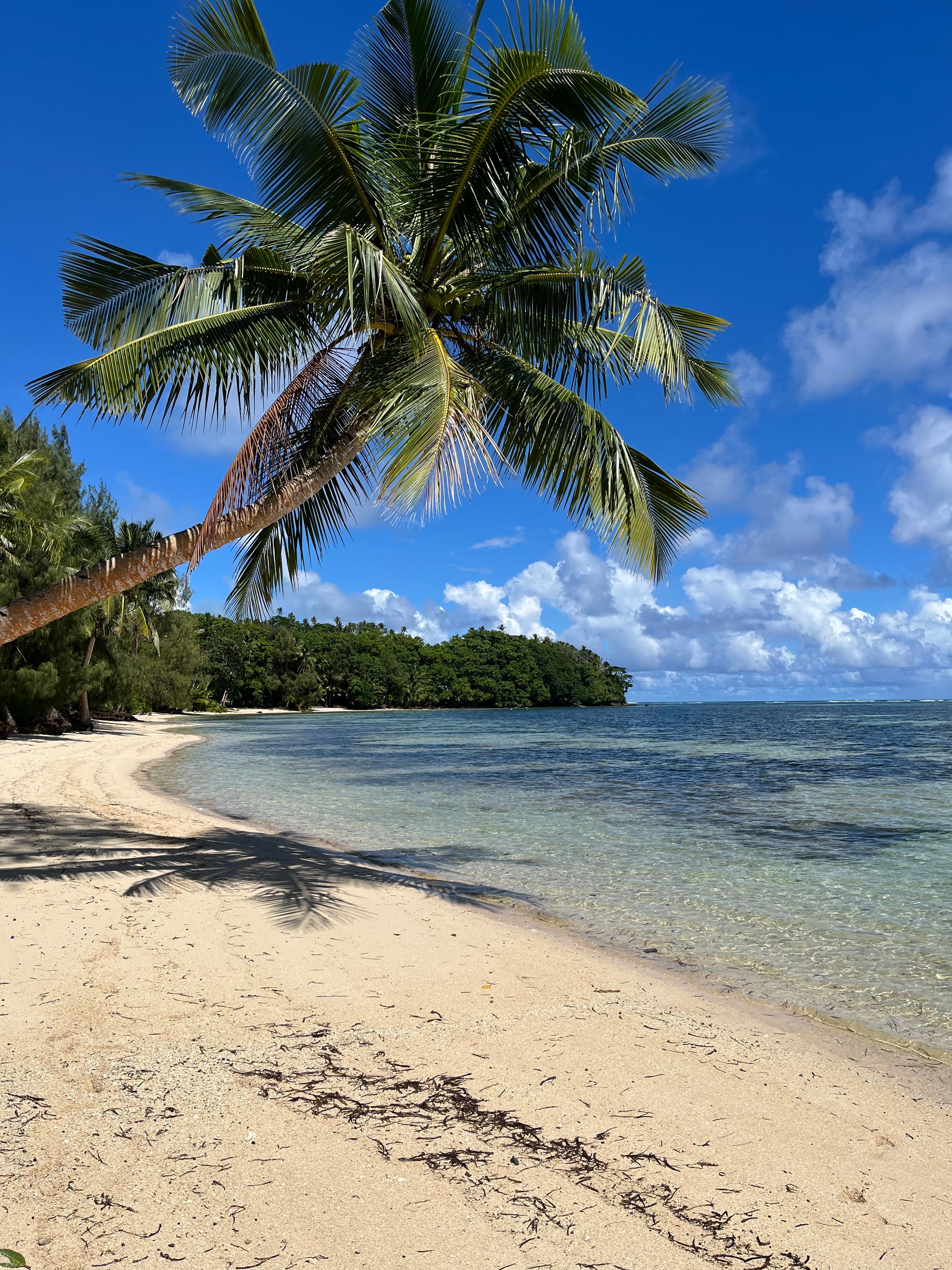 Tropical Beach with Palm Trees in Koror, Palau · Free Stock Photo