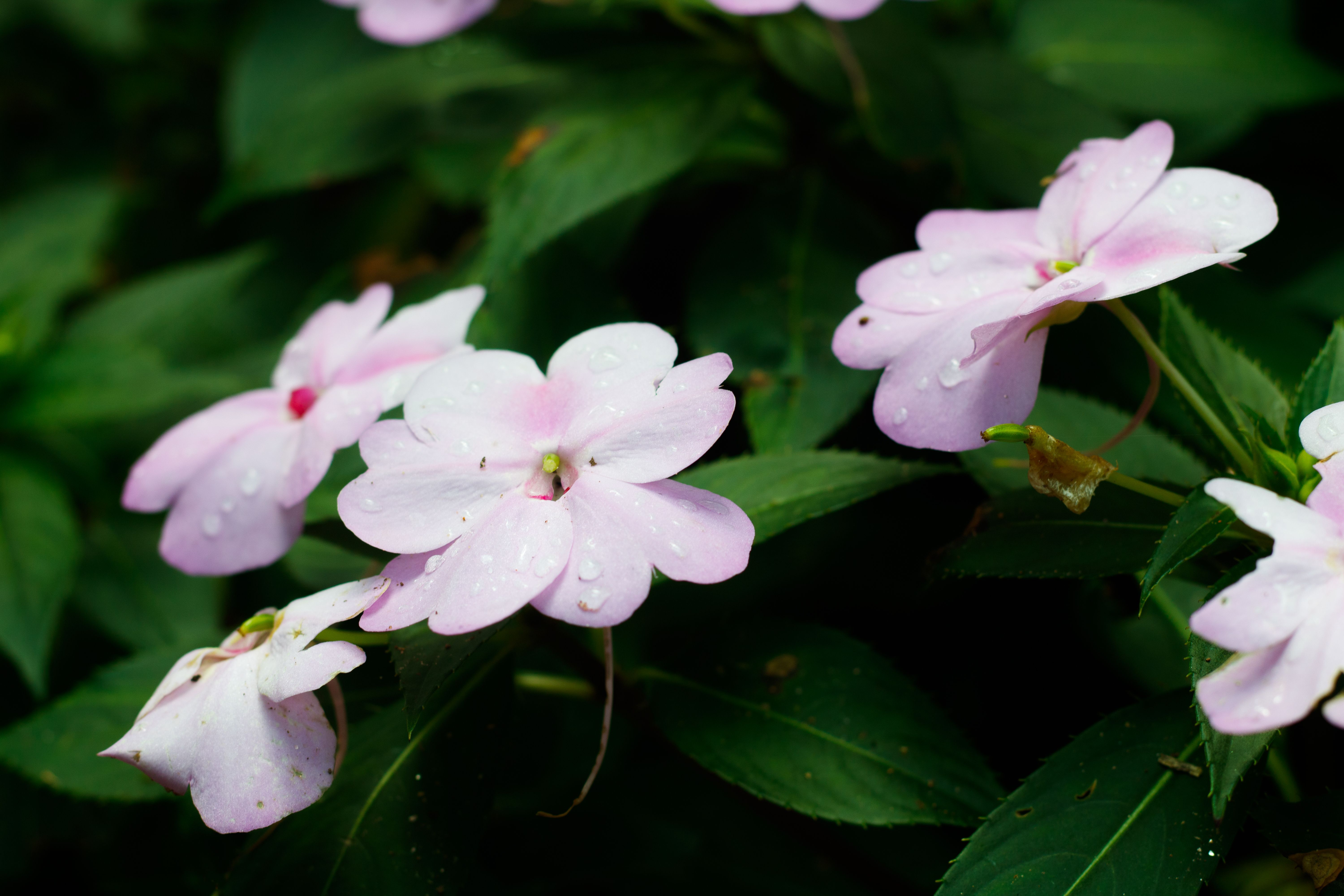 Pink Impatiens Flowers with Water Droplets · Free Stock Photo