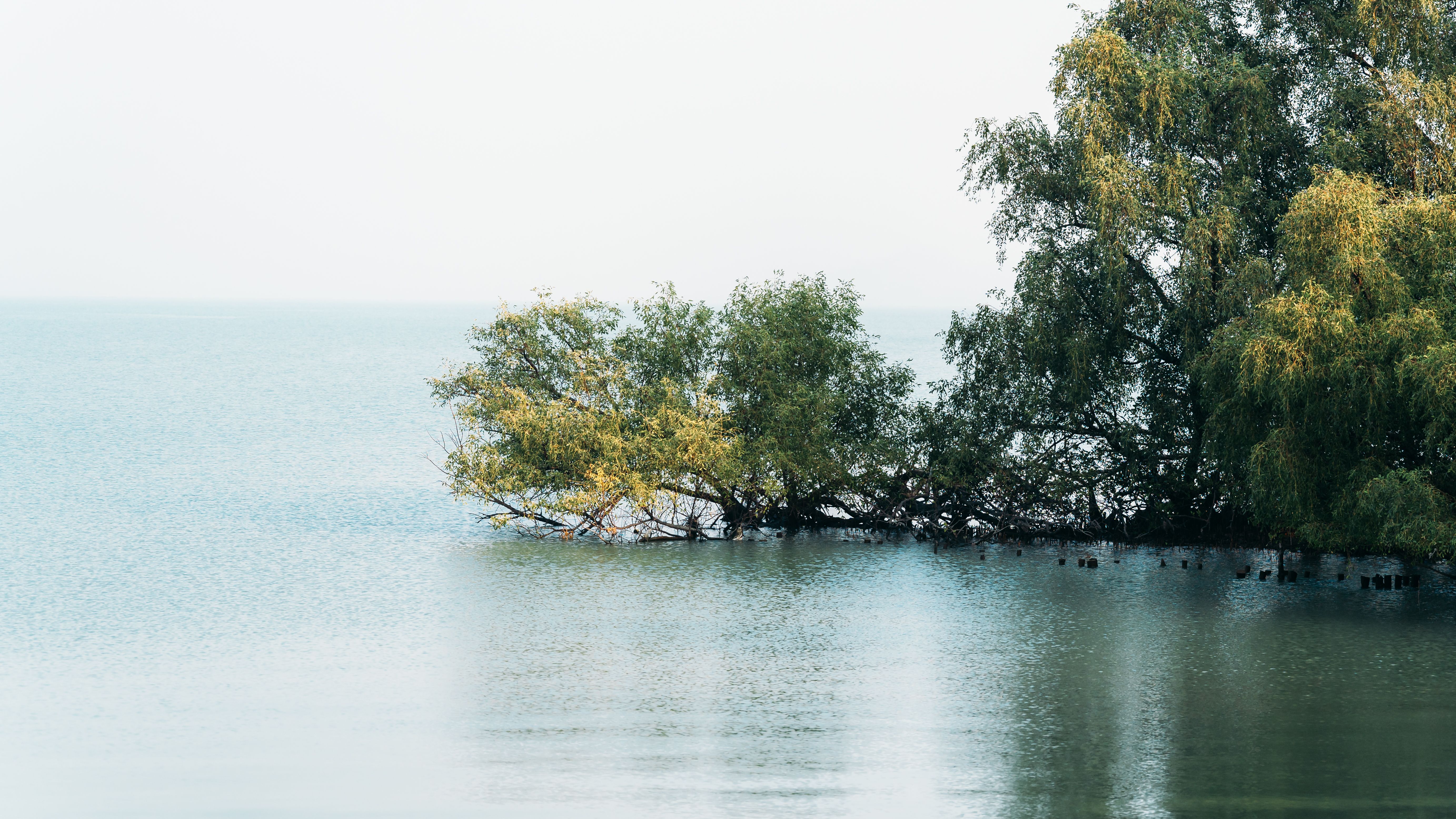 Serene Lake with Overhanging Trees at Dawn · Free Stock Photo