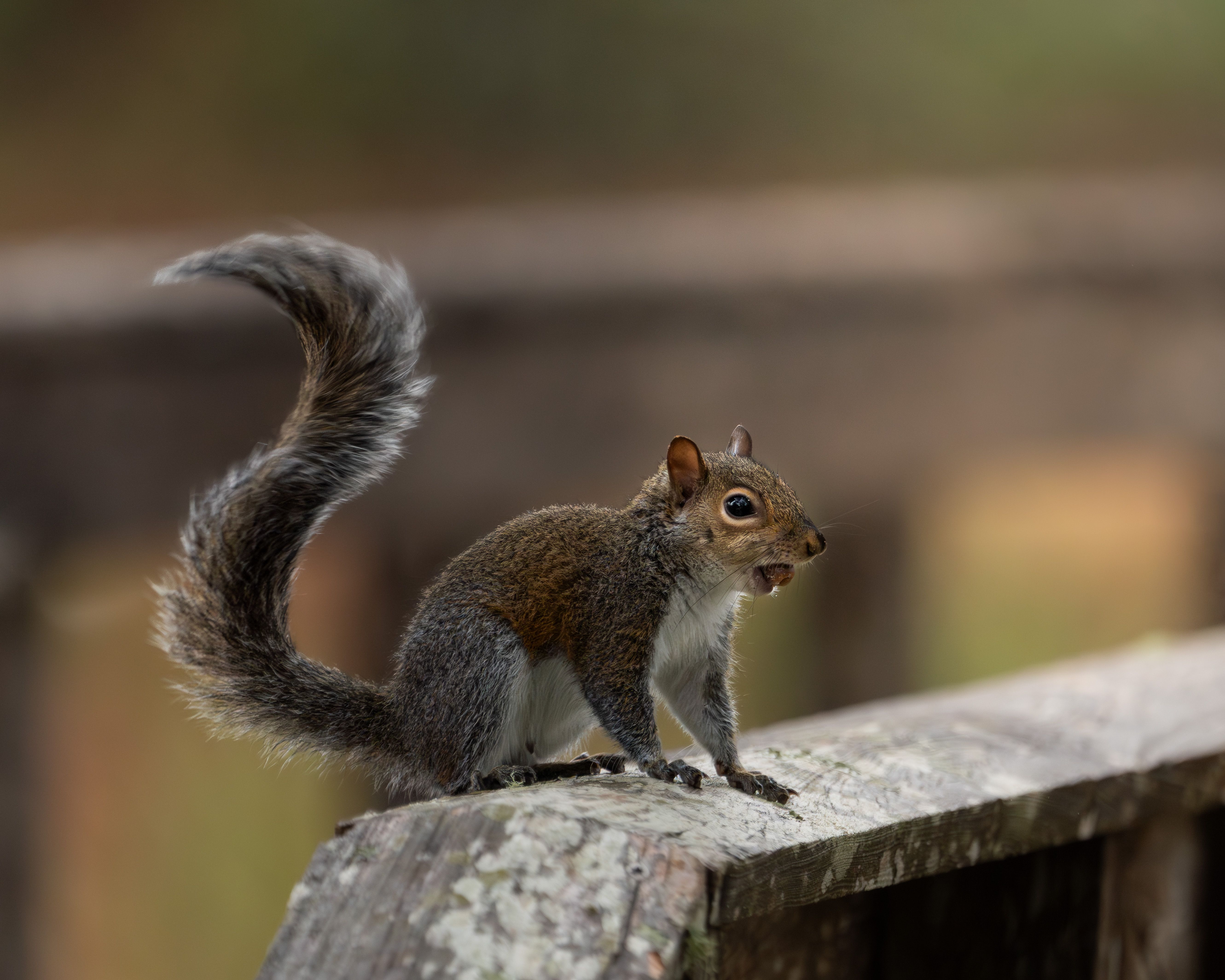 Small Animal Photos, Download The BEST Free Small Animal Stock Photos ...
