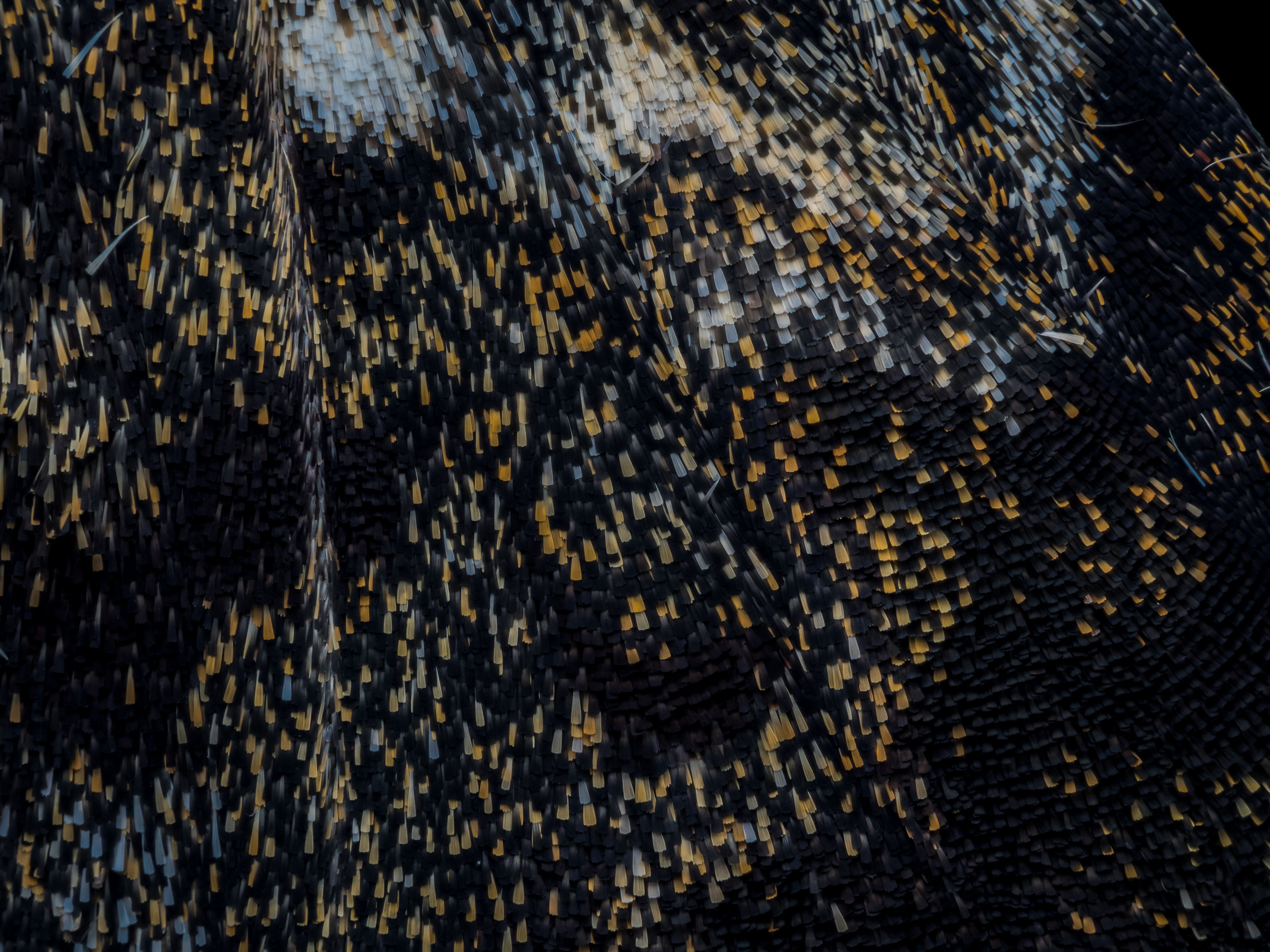 Close-Up of Detailed Moth Wing Pattern · Free Stock Photo