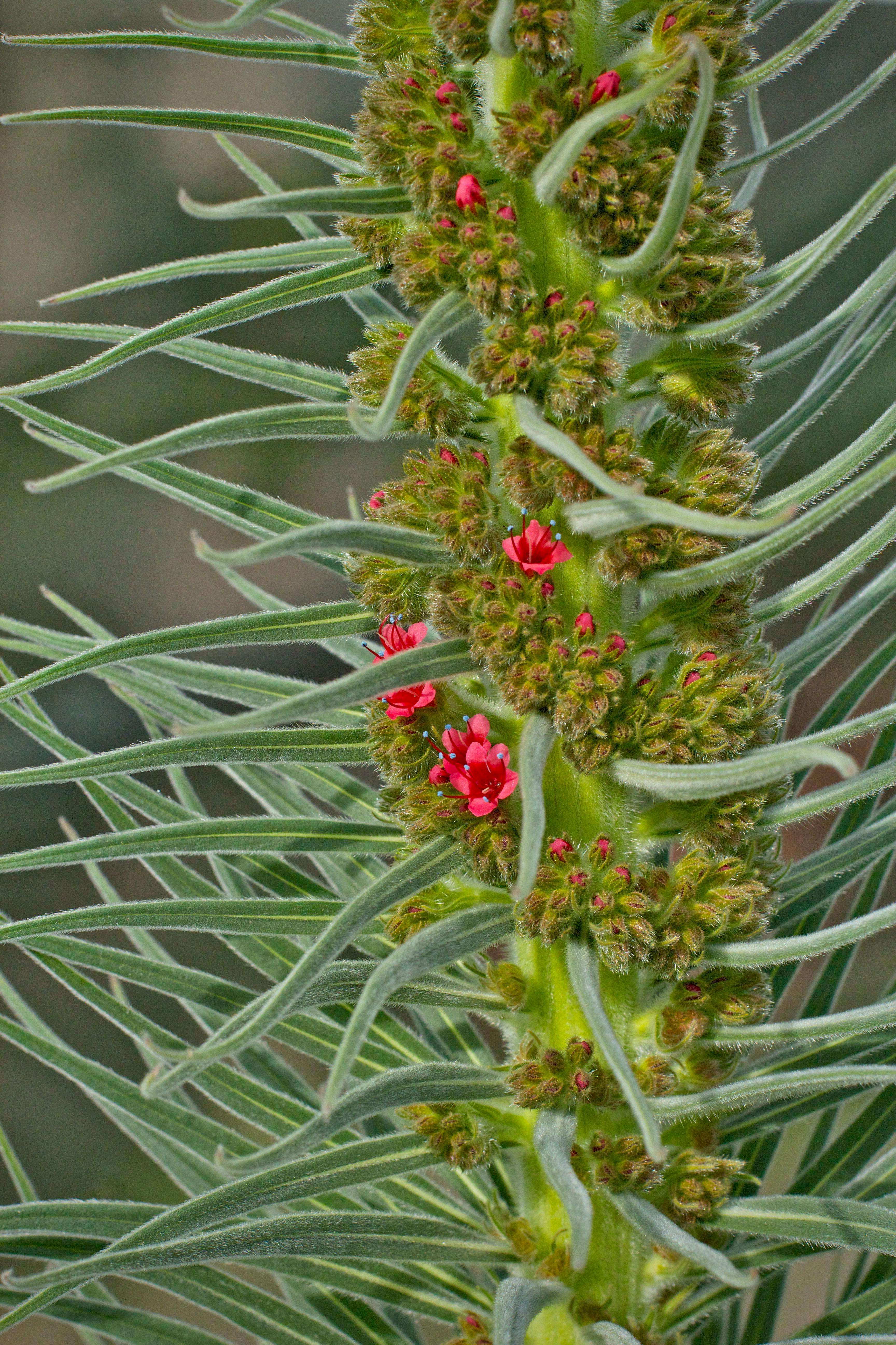 Close-up of Echium Wildpretii with Red Blossoms · Free Stock Photo