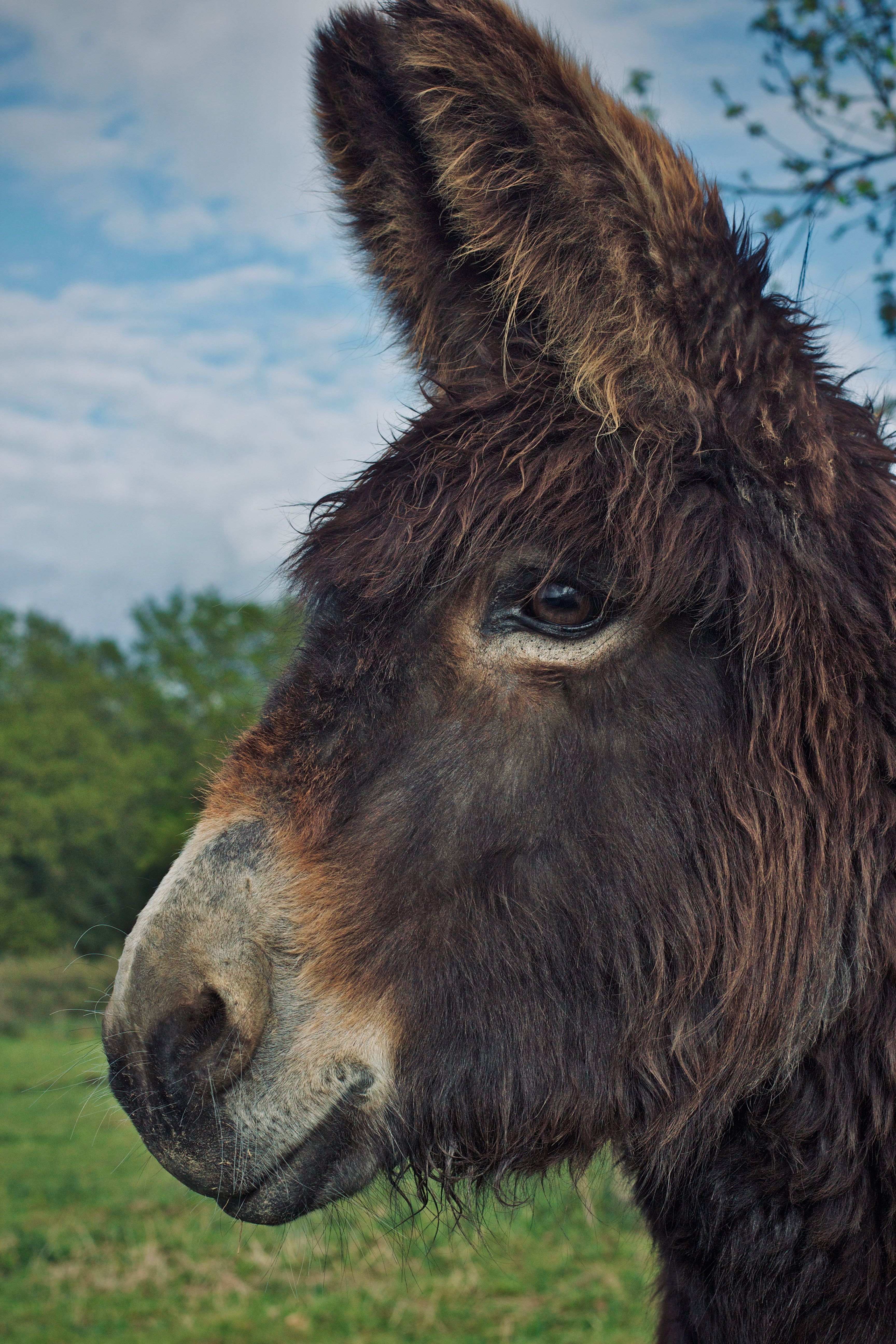 Animal Portrait Photos, Download The BEST Free Animal Portrait Stock ...