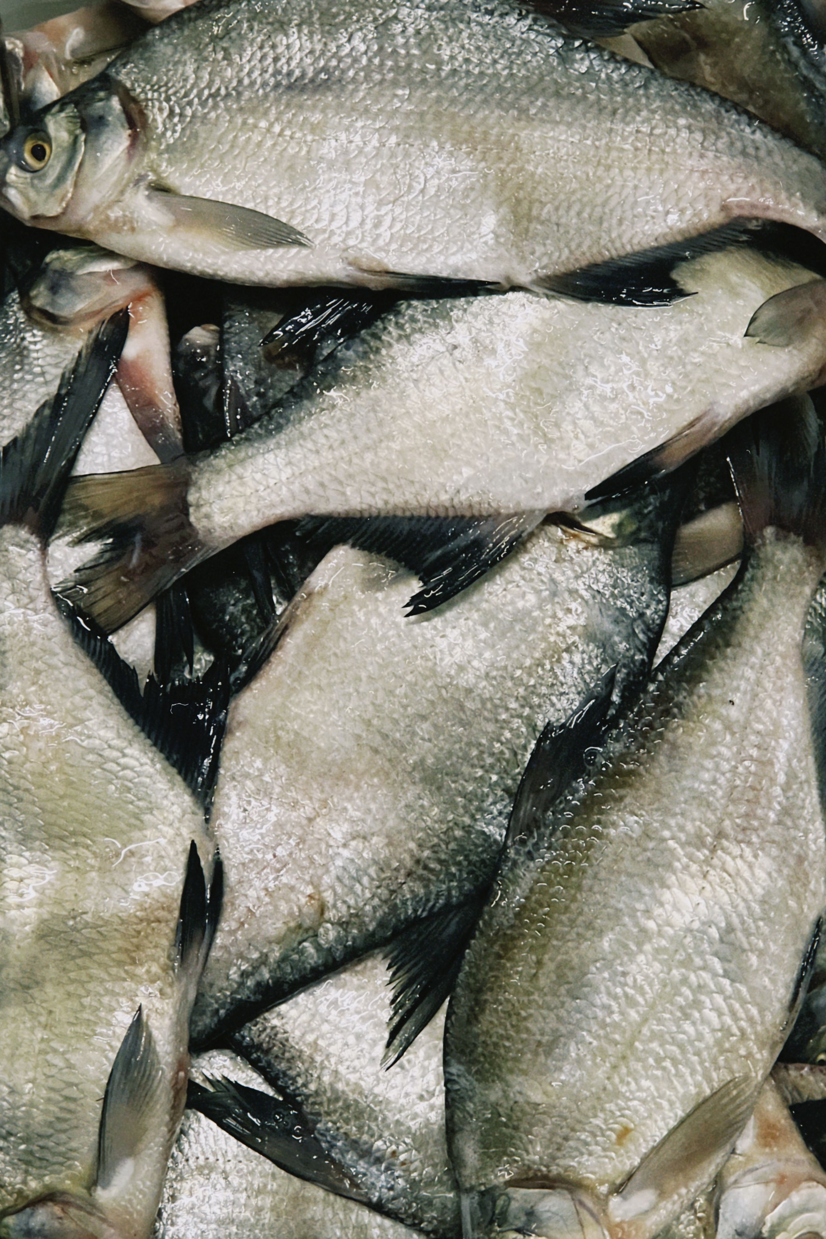 Fresh Fish Catch in Almaty Region Market · Free Stock Photo