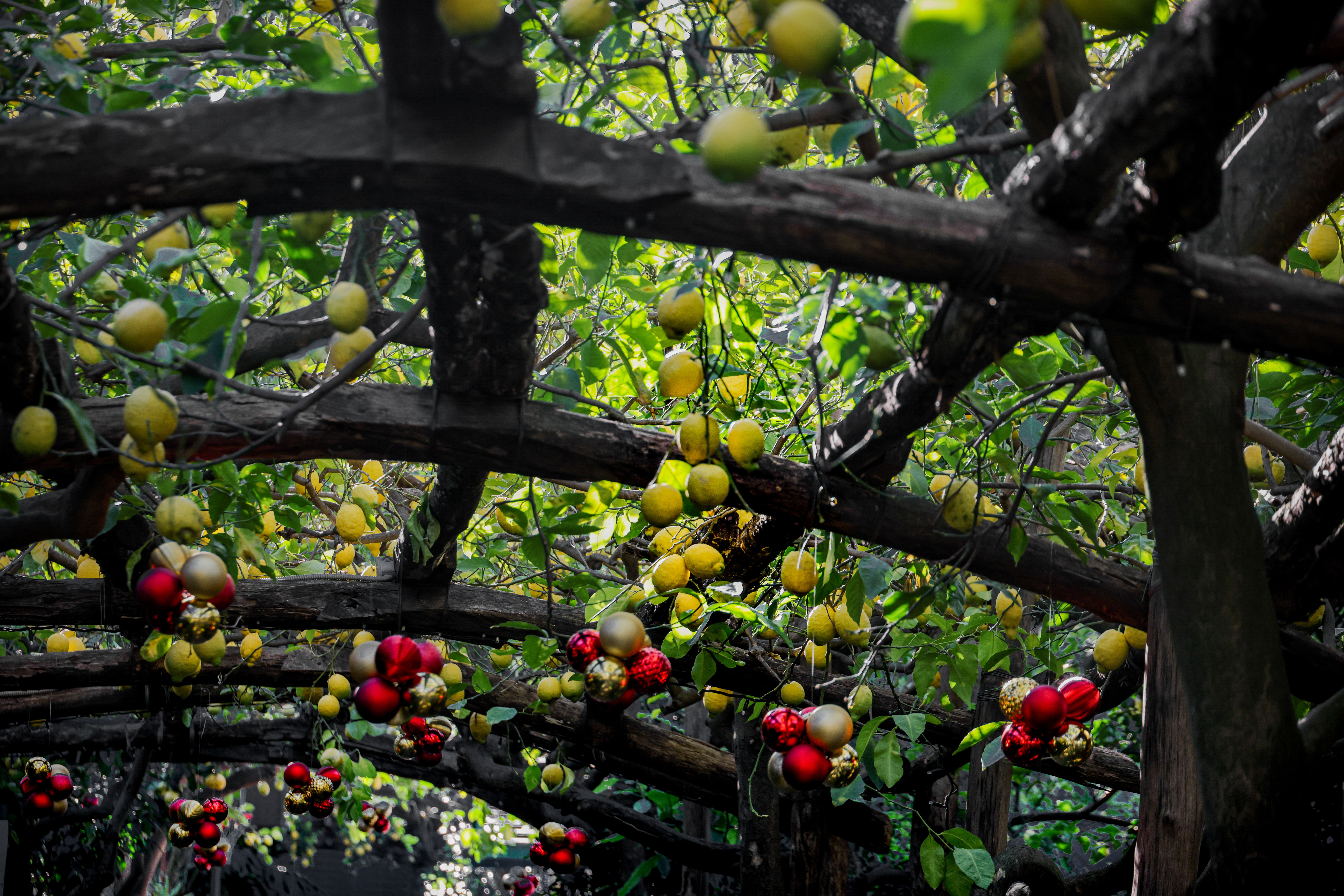 Lush Lemon Grove with Festive Decorations · Free Stock Photo
