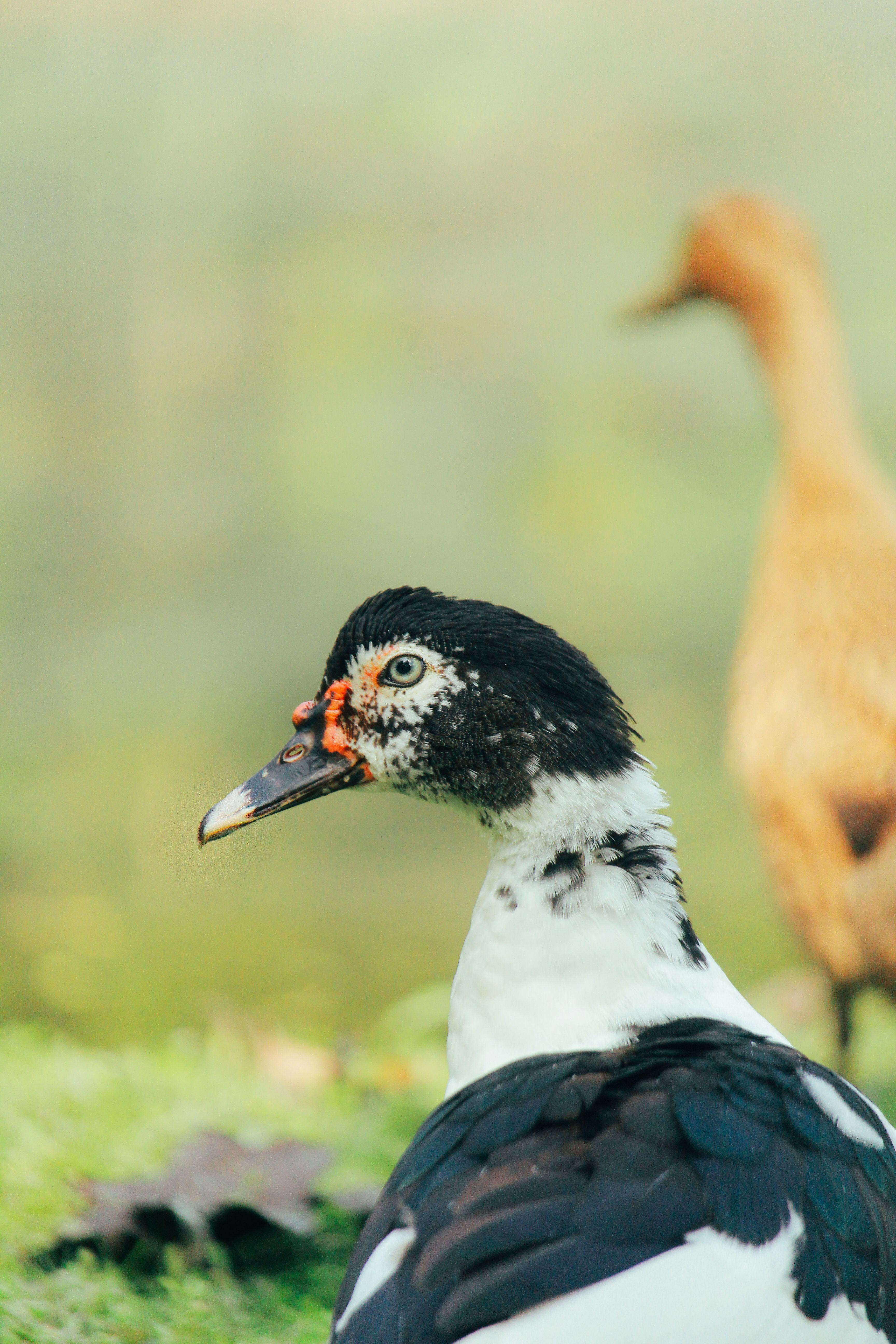 Close-up of Muscovy Duck in Natural Habitat · Free Stock Photo