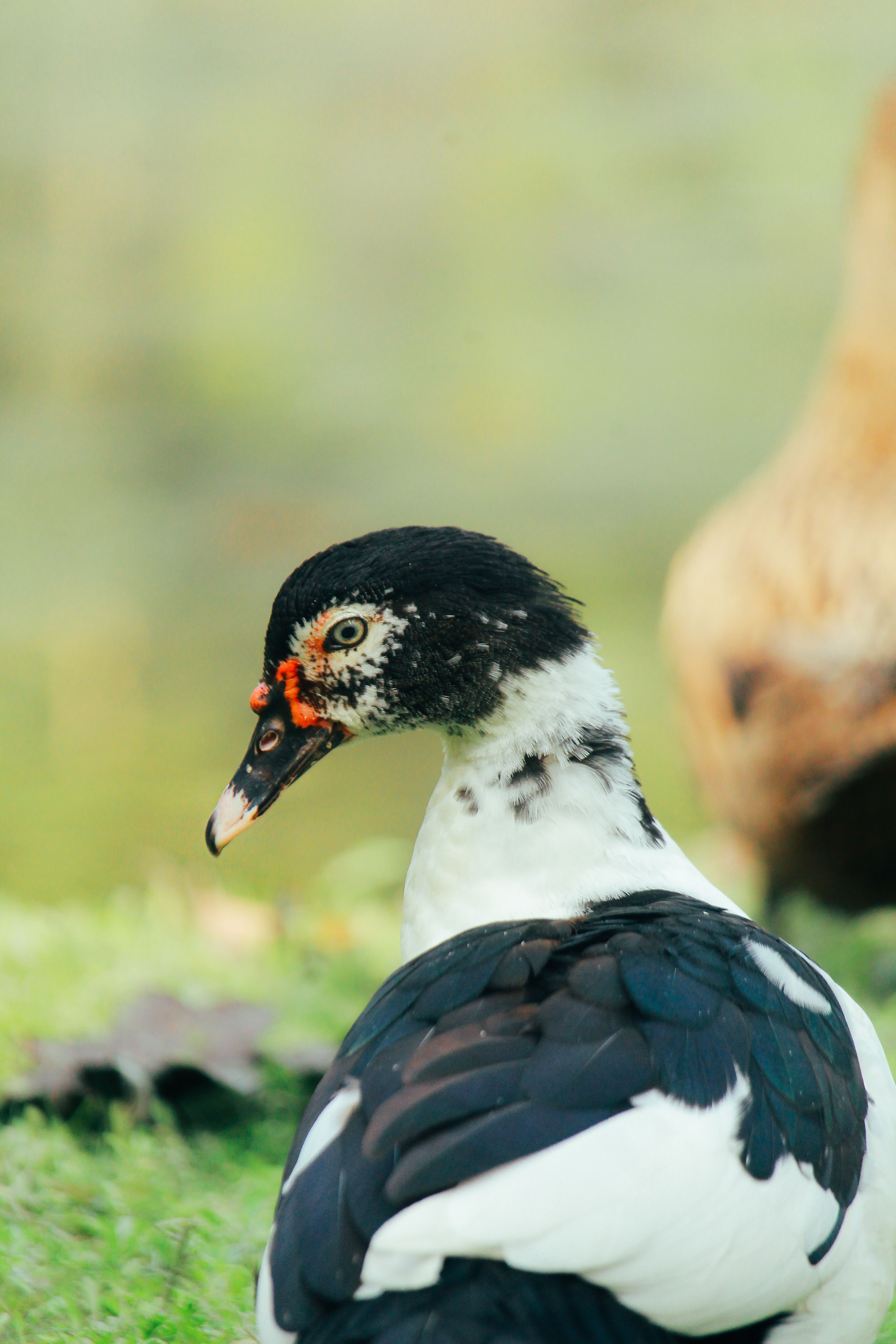 Close-Up of Colorful Muscovy Duck Outdoors · Free Stock Photo