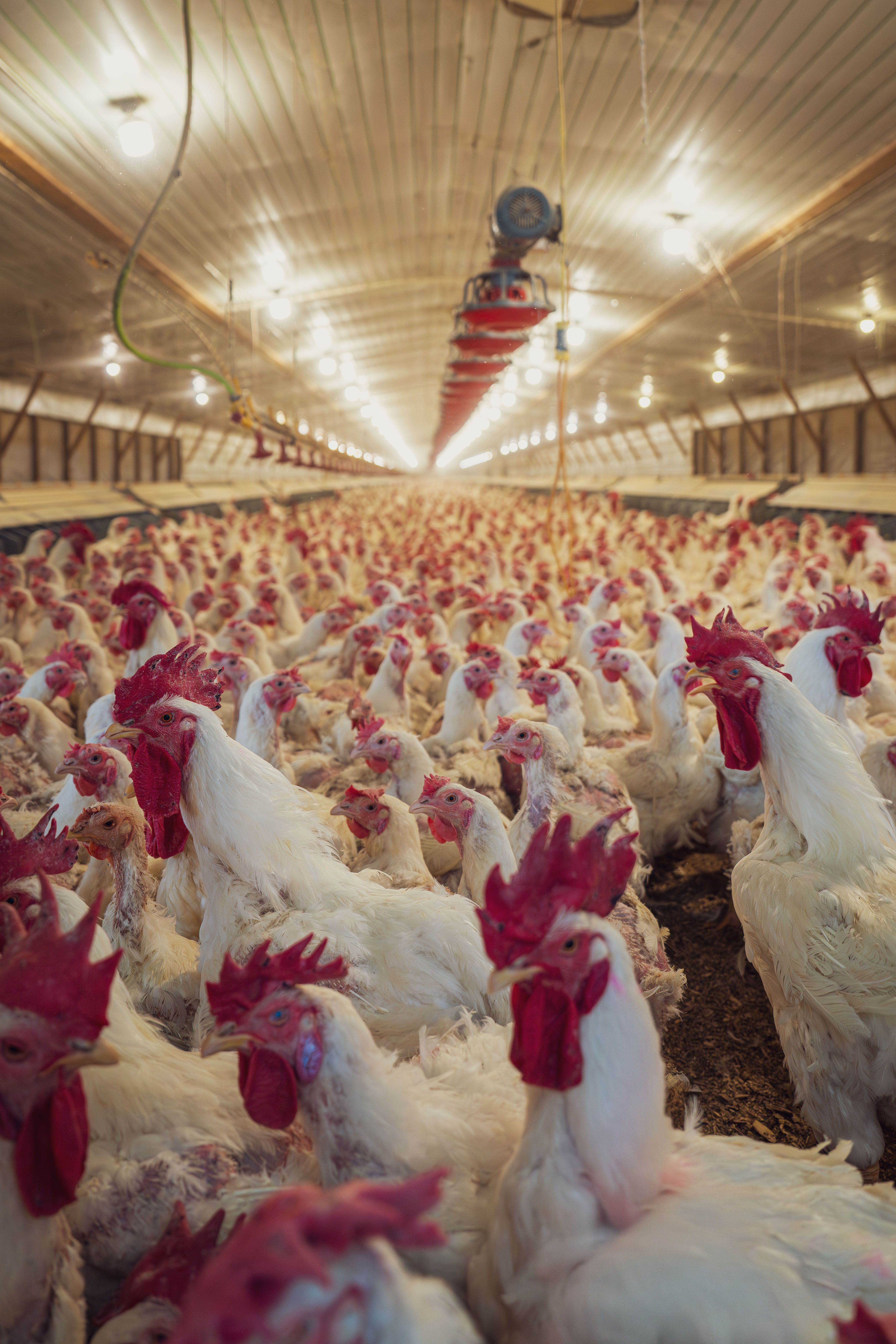 Poultry Photos, Download The BEST Free Poultry Stock Photos & HD Images