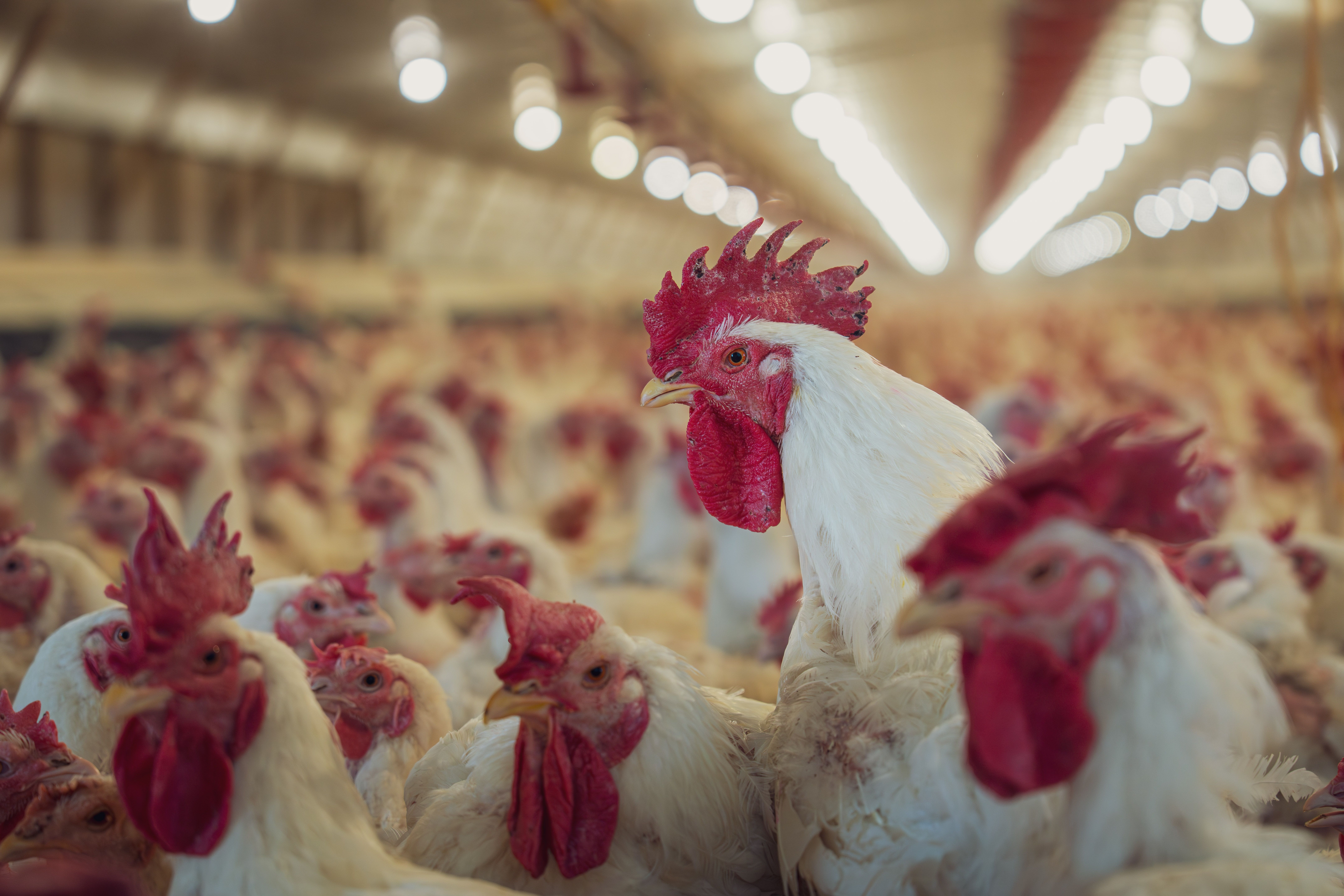 Witte Kippen Dicht Op Elkaar In Een Grote Pluimveefarm. · Gratis stockfoto