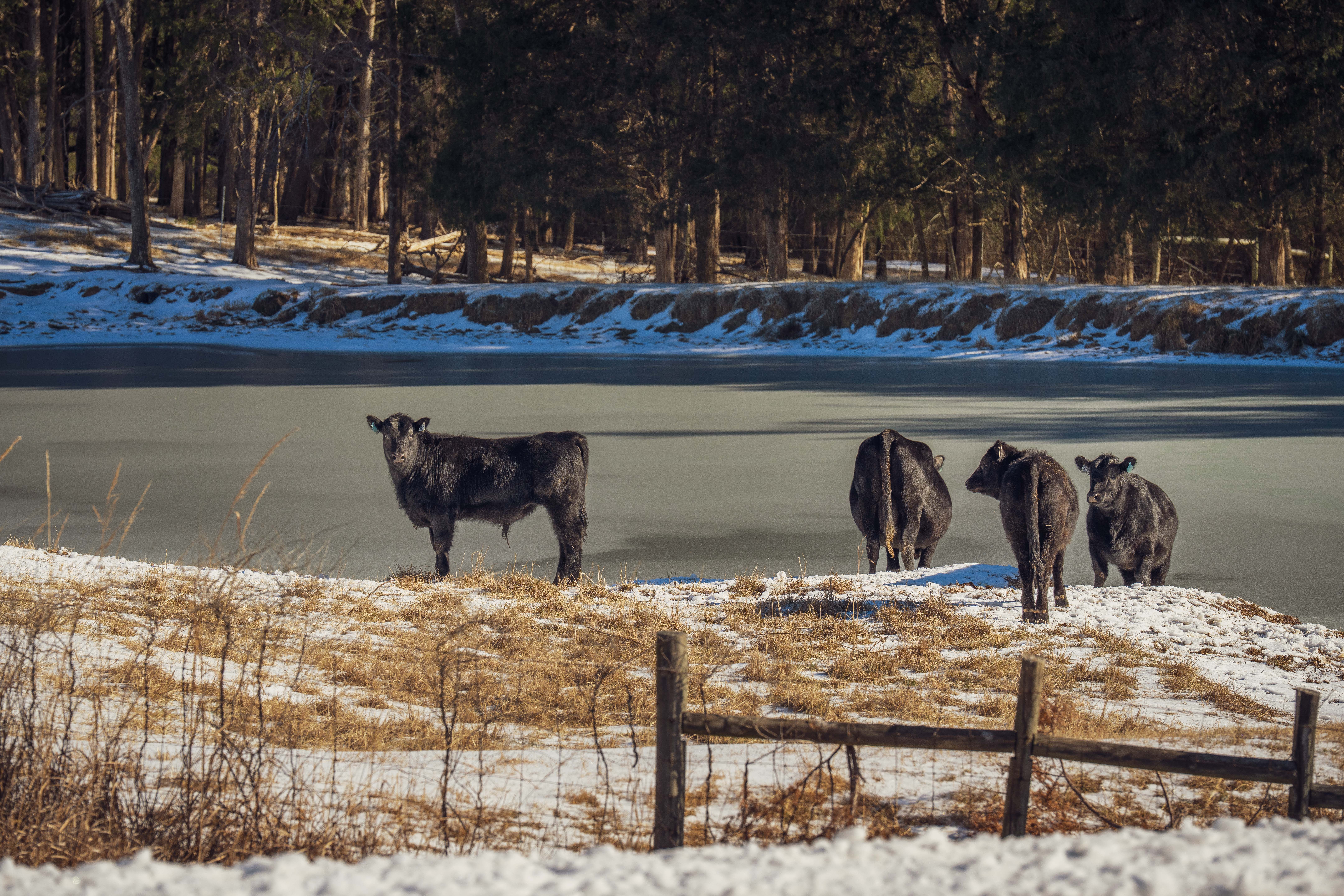 Winter Cattle Grazing by Frozen Pond · Free Stock Photo