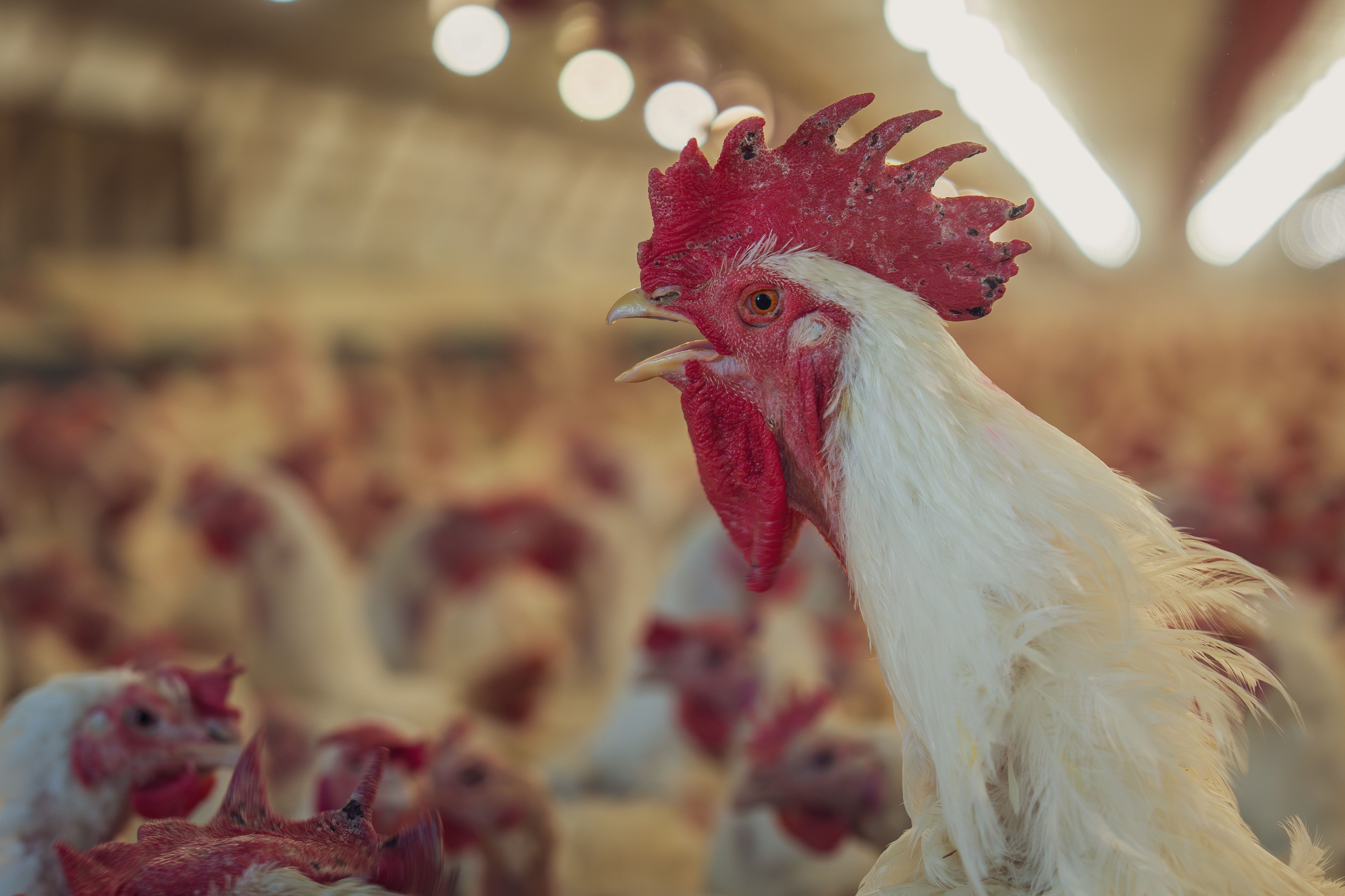 Broiler Chicken Photos, Download The BEST Free Broiler Chicken Stock ...