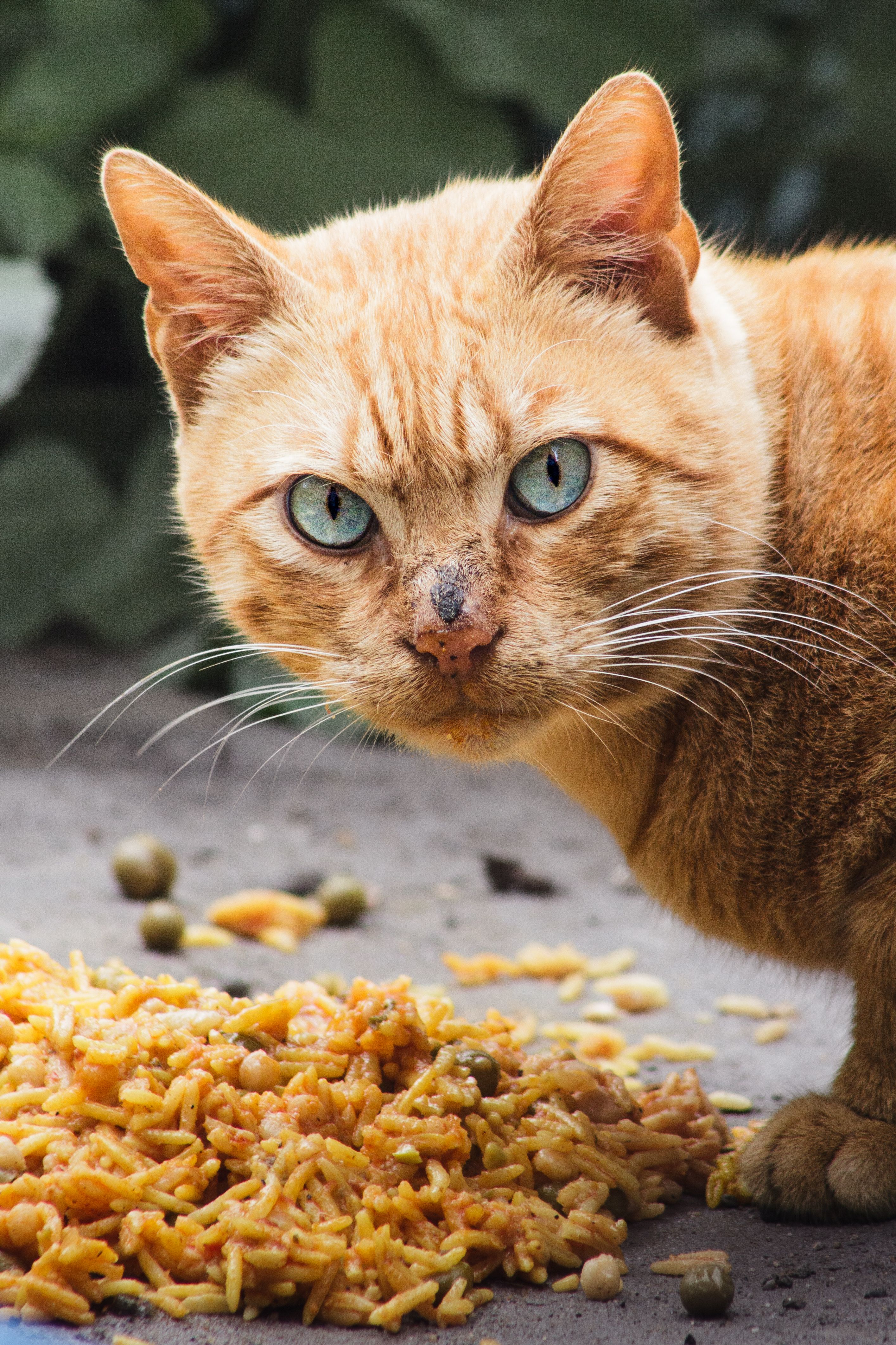Cat Eating Chips Windows Wallpaper Photos, Download The BEST Free Cat ...