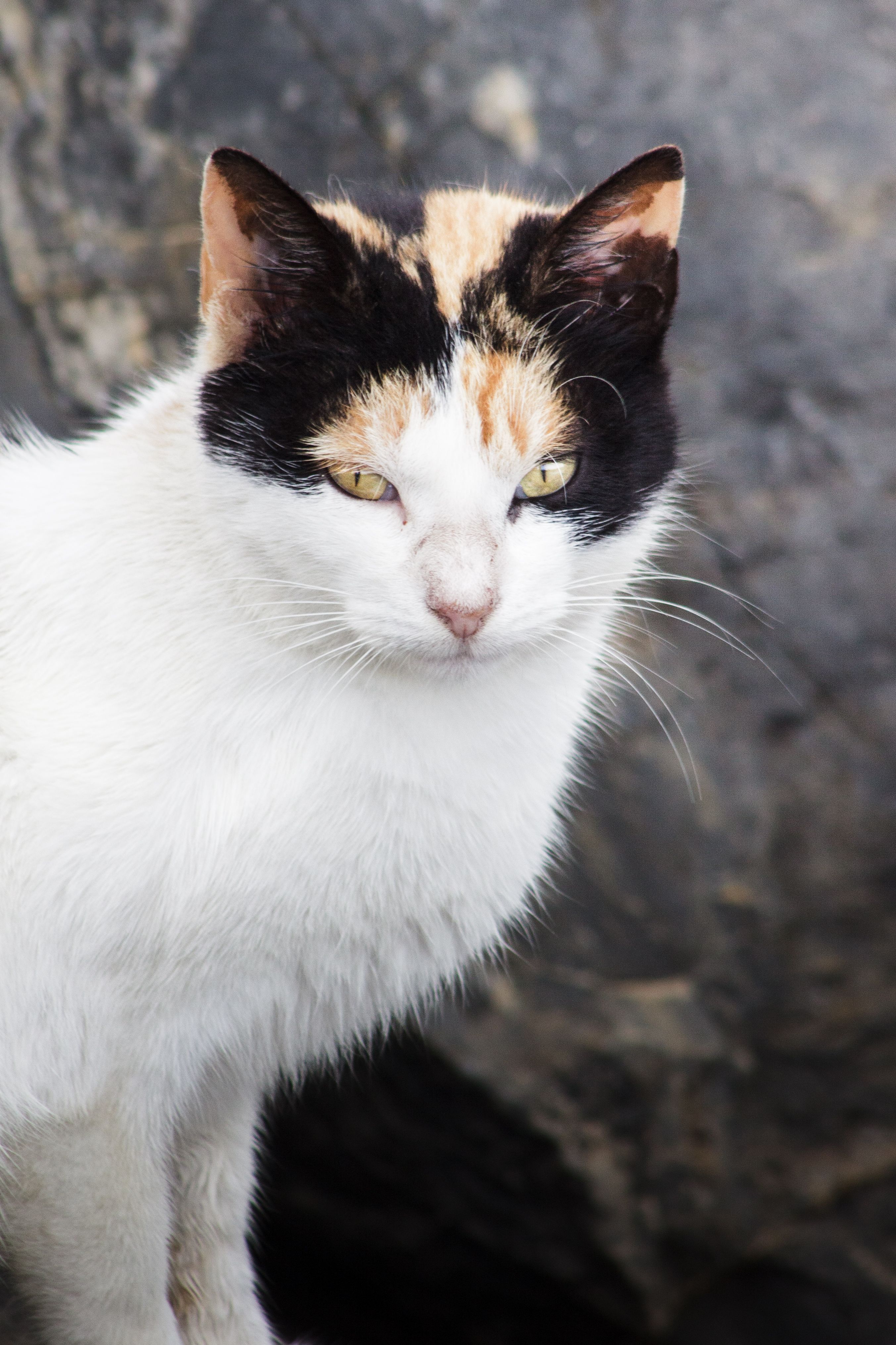 Cool Cat Photos, Download The BEST Free Cool Cat Stock Photos & HD Images