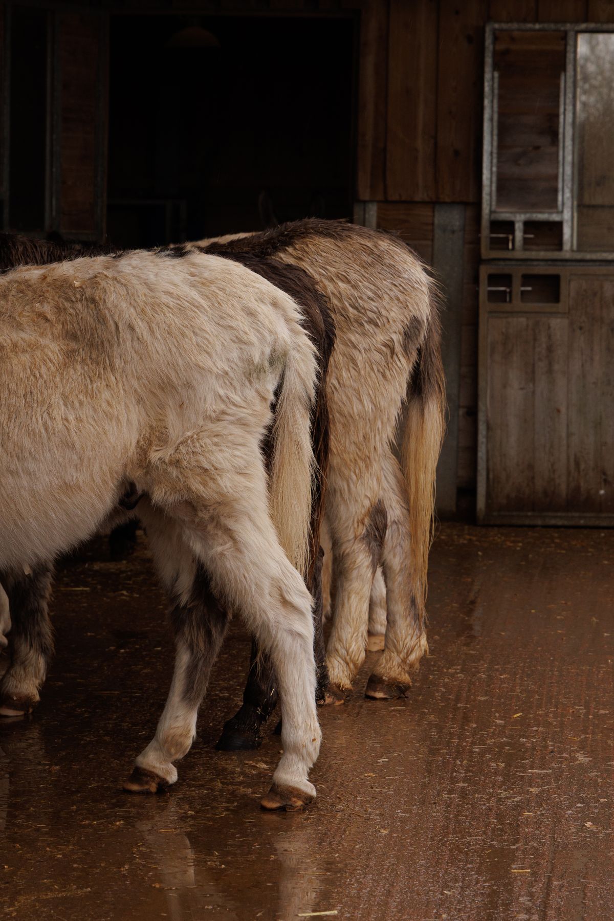 Donkey Back Photos, Download The BEST Free Donkey Back Stock Photos ...