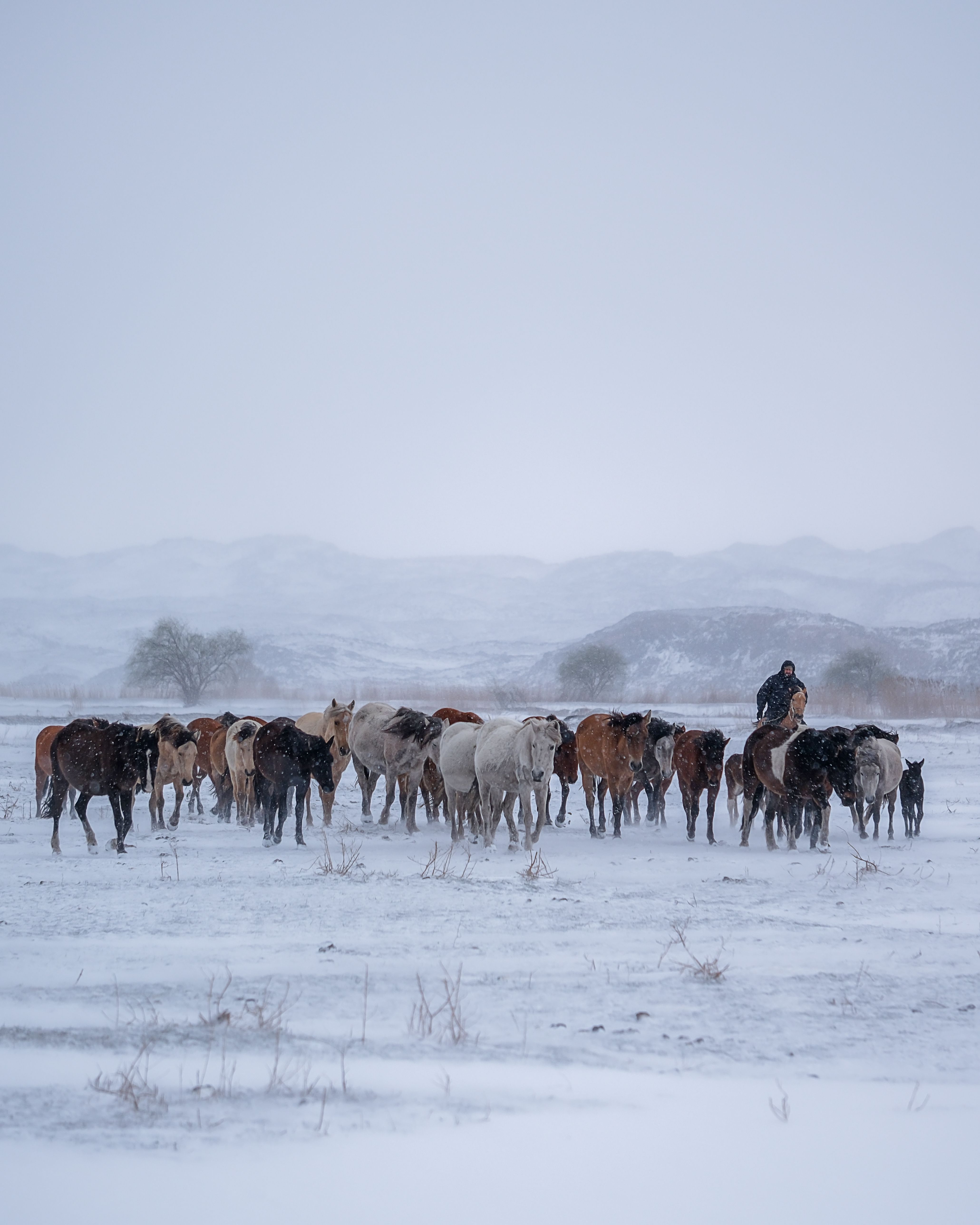 Shepherd Leading Flock Through Snowy Landscape · Free Stock Photo
