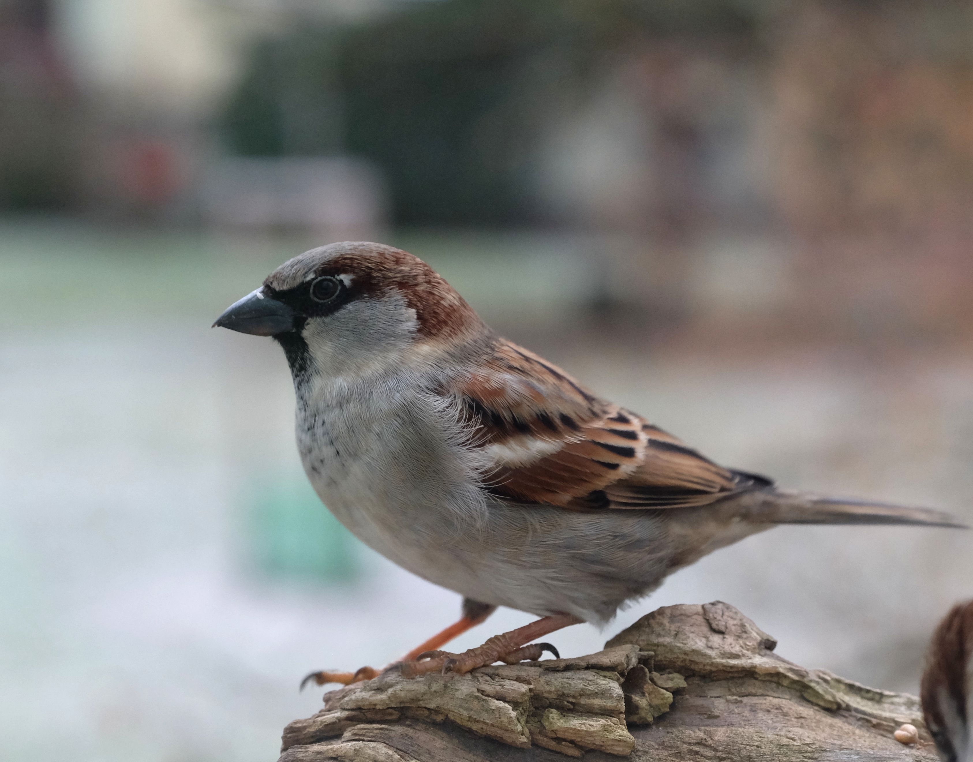Close-up of a House Sparrow on a Tree Branch · Free Stock Photo