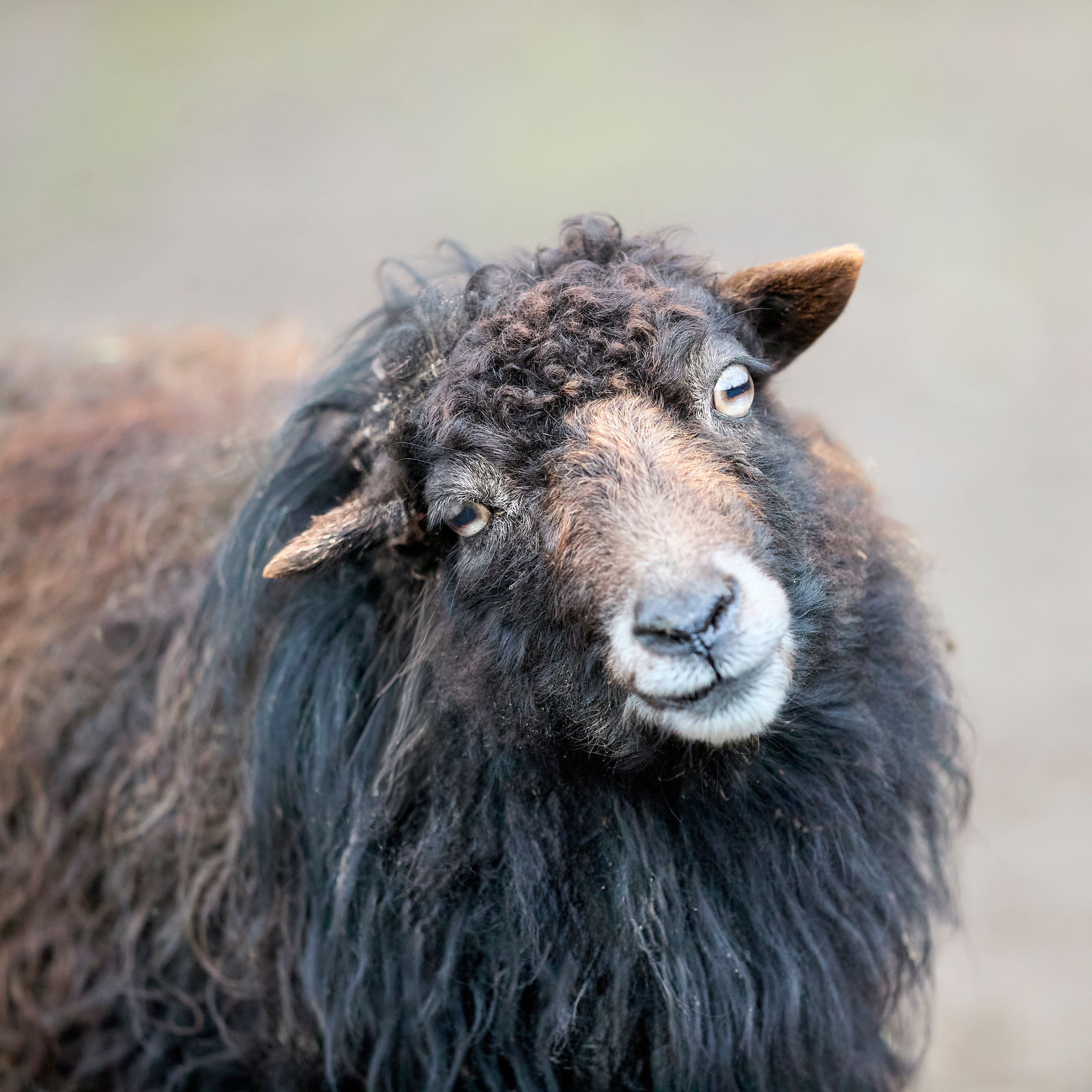 Curly Black Sheep in a Rustic Farm Setting · Free Stock Photo