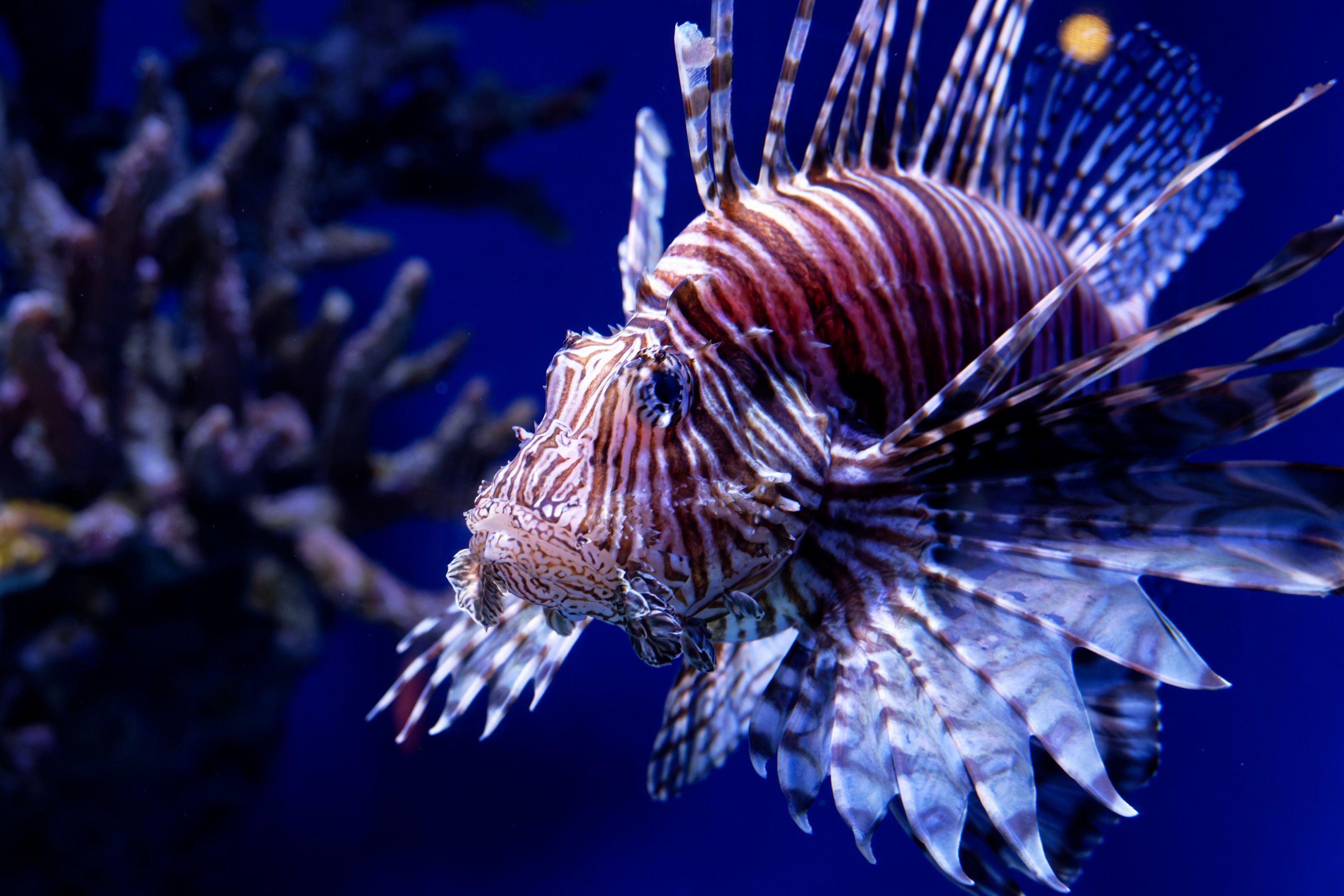Close-Up of a Striking Lionfish in Aquarium · Free Stock Photo