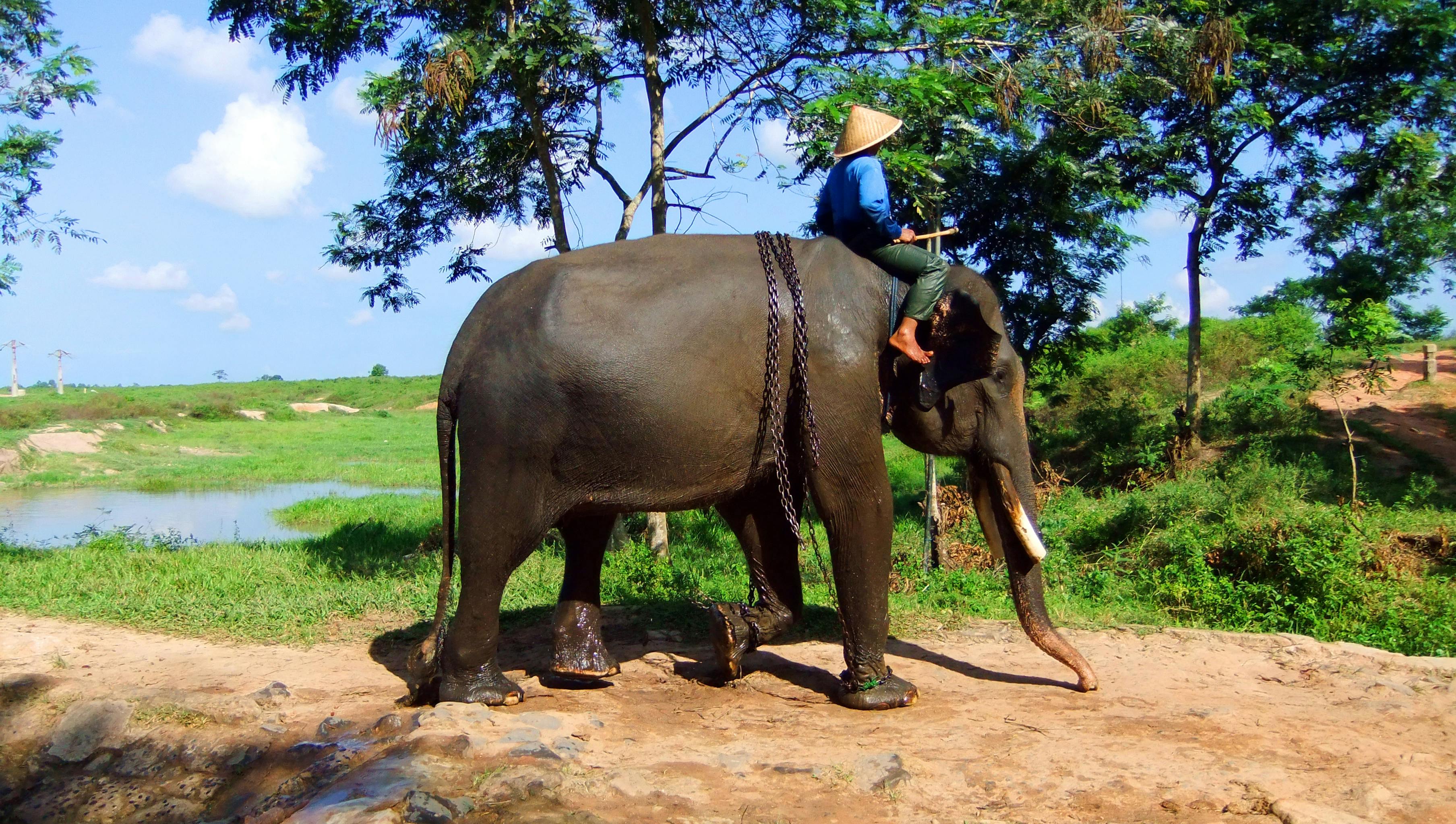 Free stock photo of elephas maximus sumatranus