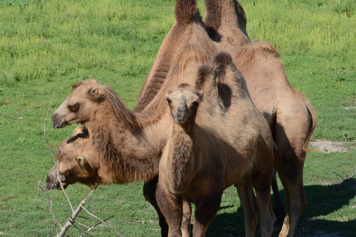 Women Camel Toes Photos, Download The BEST Free Women Camel Toes Stock ...