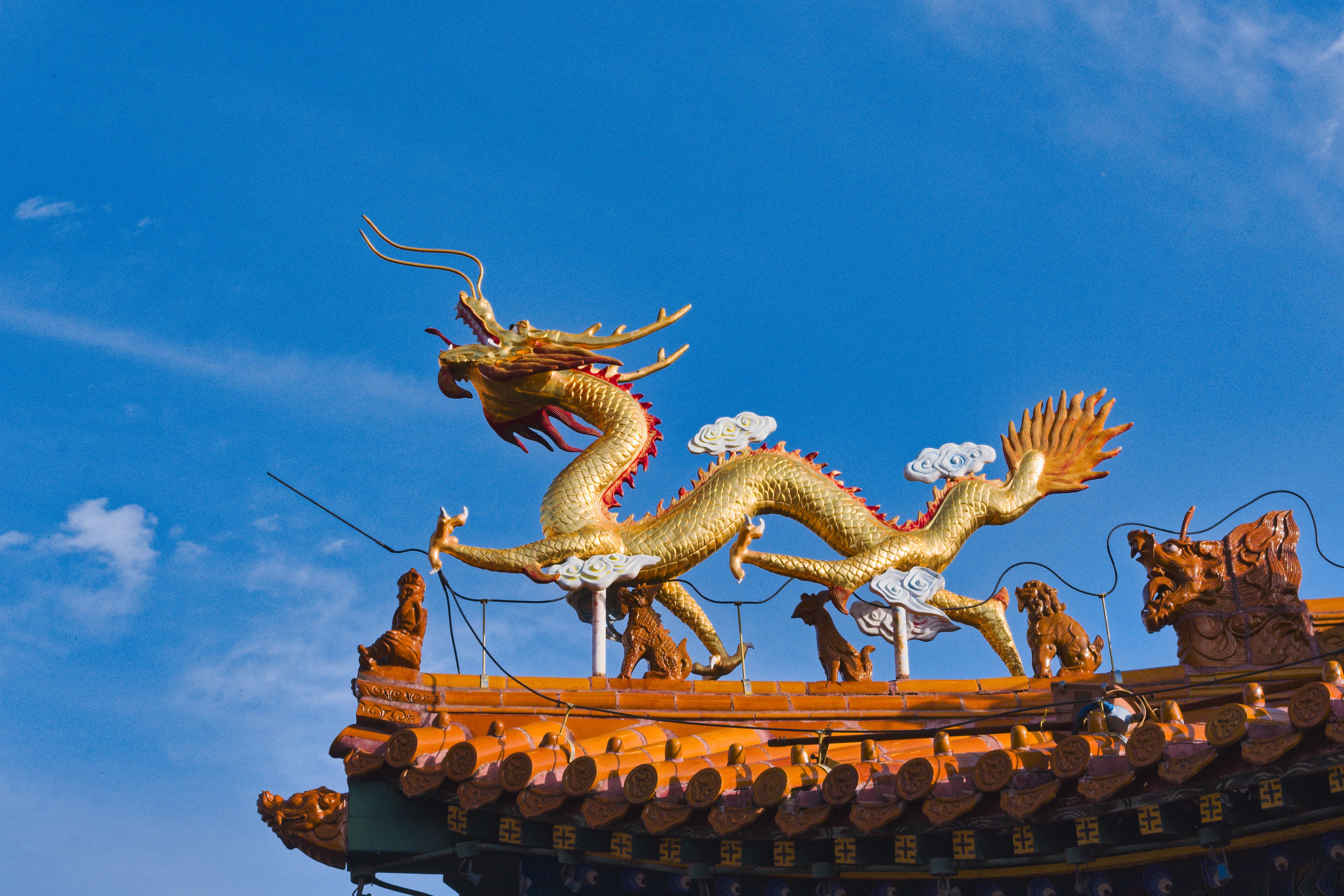 Dragon Real Life Photos, Download The BEST Free Dragon Real Life Stock ...