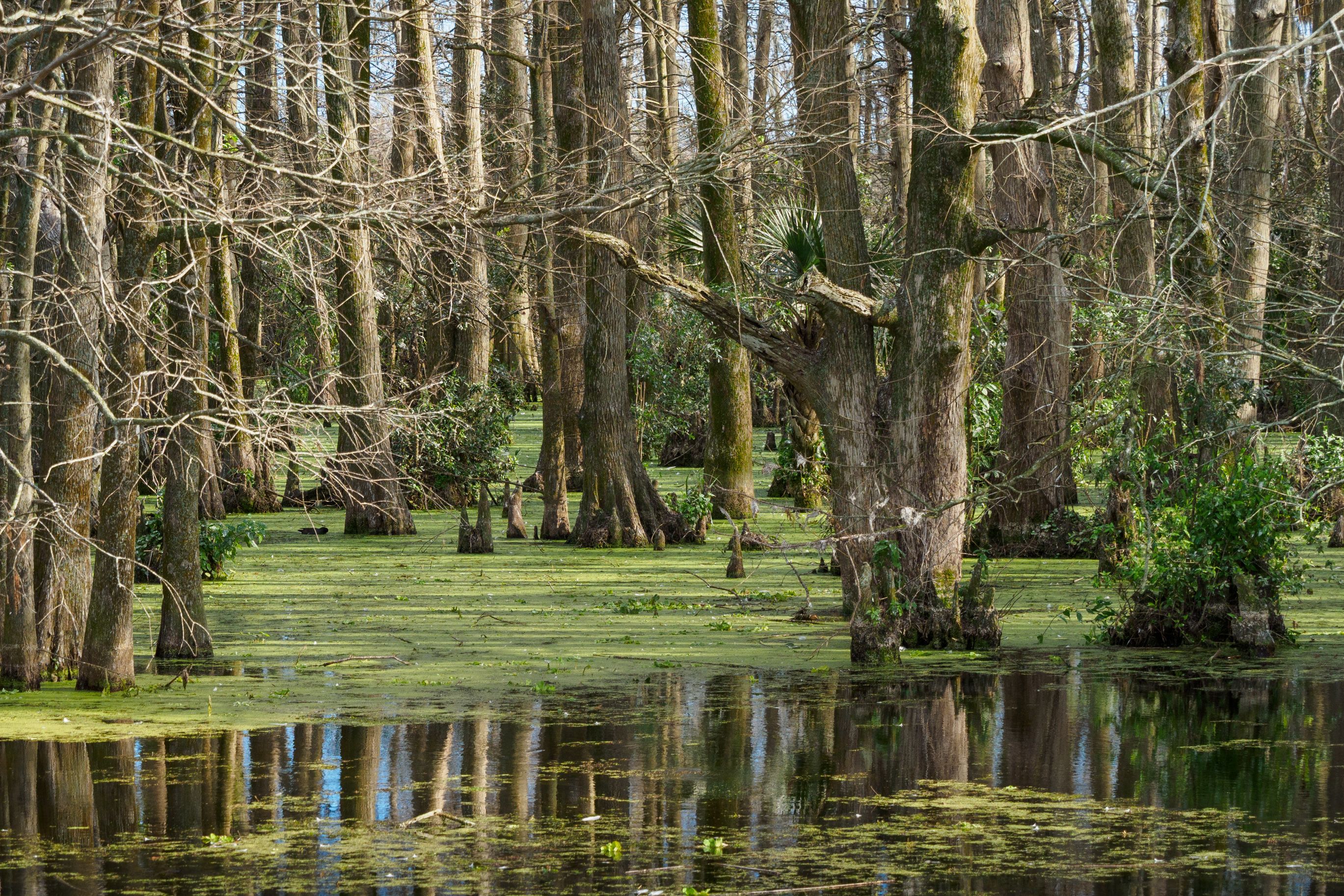 Swamp Landscape Photos, Download The BEST Free Swamp Landscape Stock ...