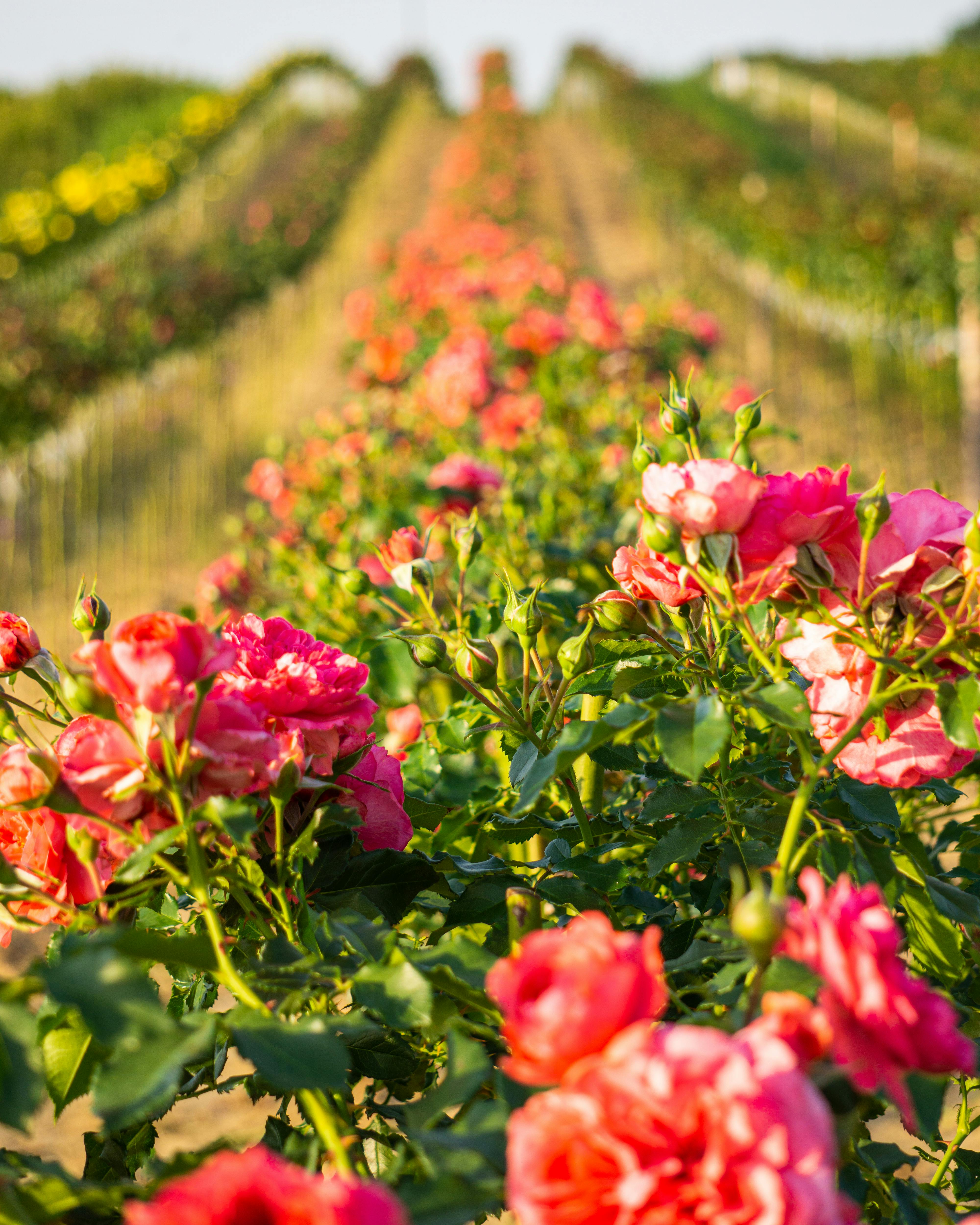 Vibrant Rose Field in Full Bloom · Free Stock Photo