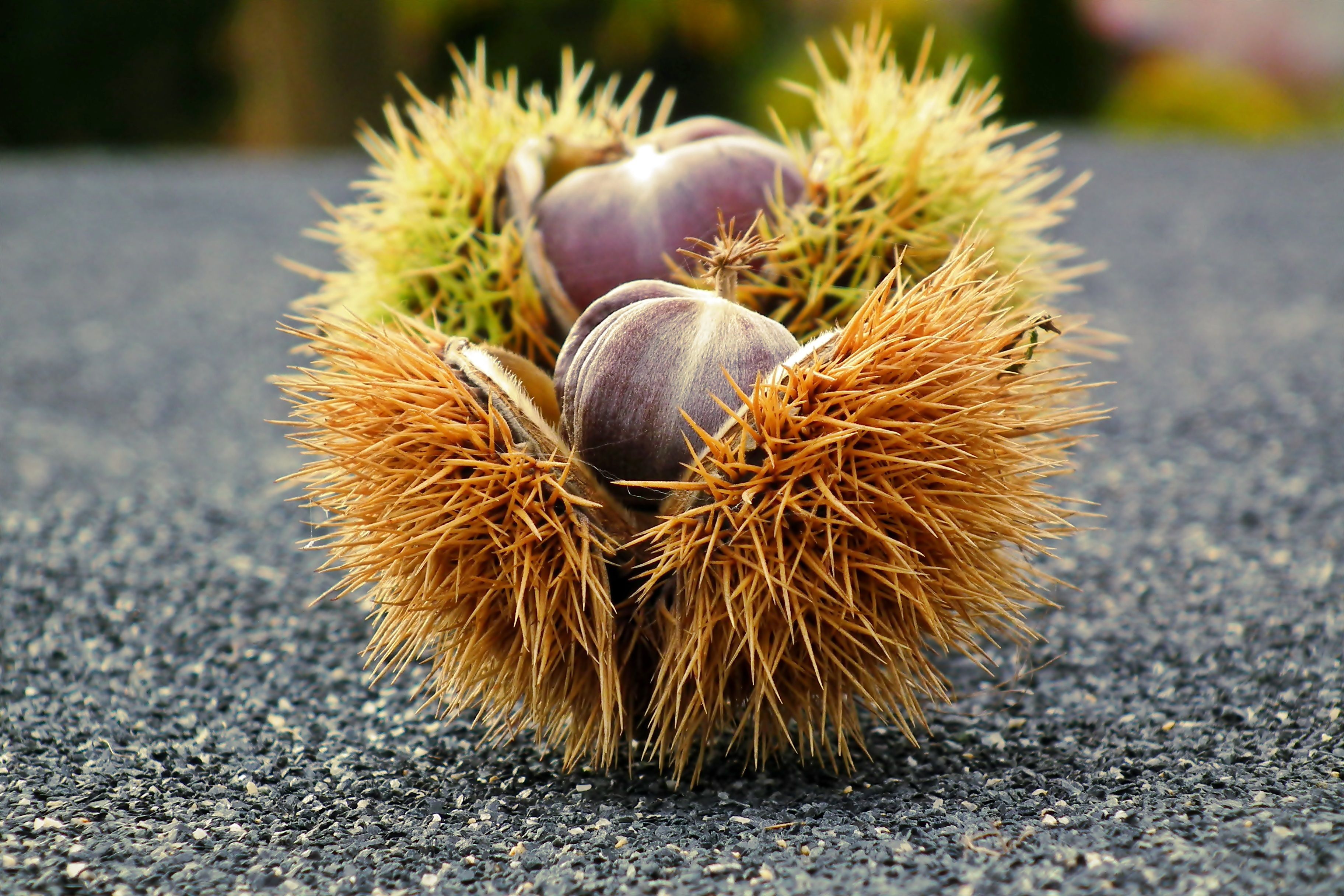 Close-Up of Spiky Chestnut on Pavement · Free Stock Photo